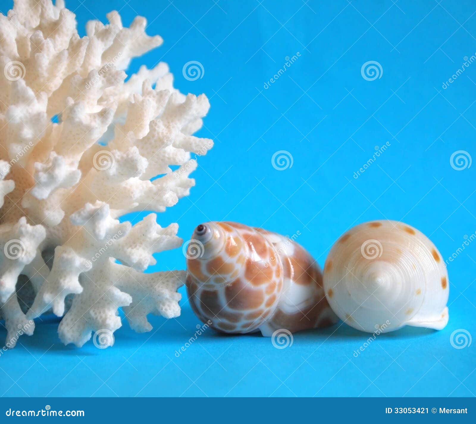 Coral and shells stock image. Image of nature, ocean - 33053421