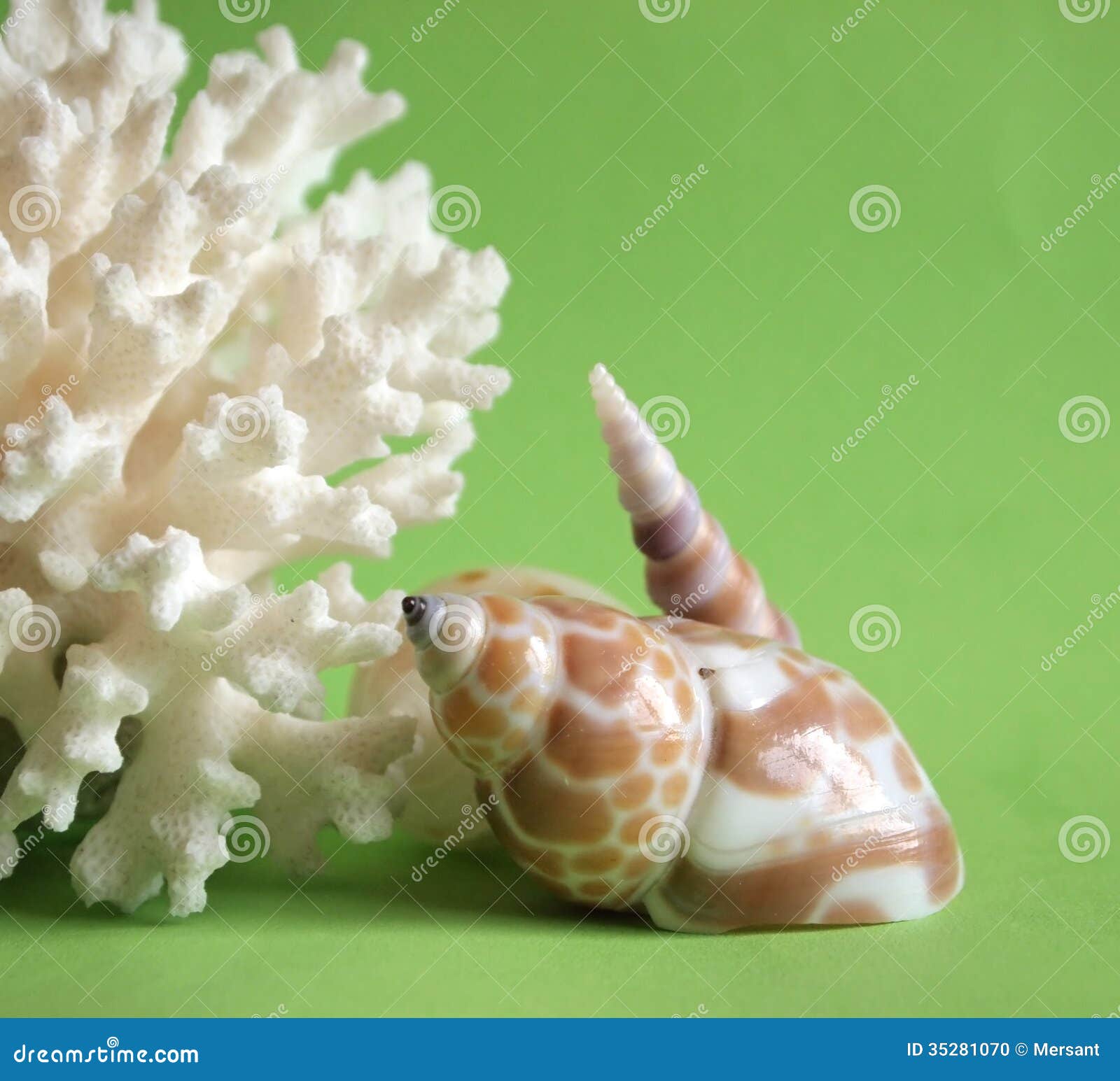 Coral and shells stock photo. Image of corals, coral - 35281070