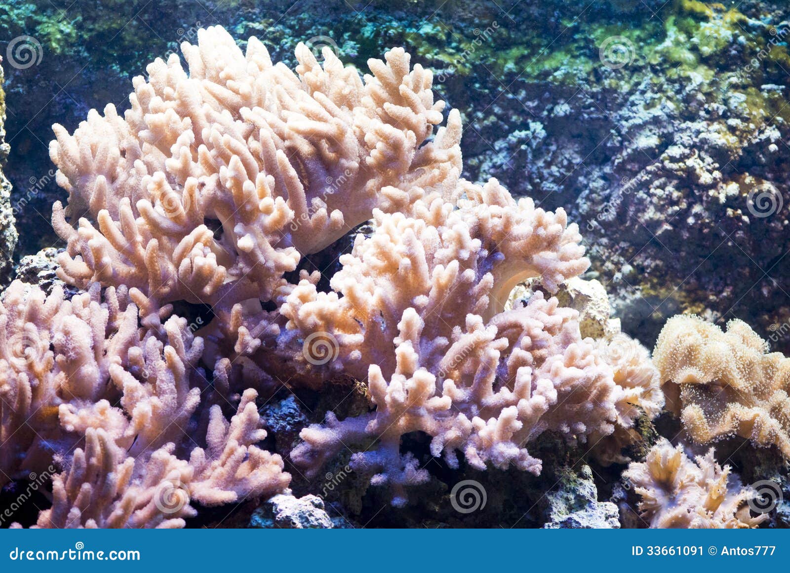 Coral Sinularia imagen de archivo. Imagen de cubo, diversidad - 33661091