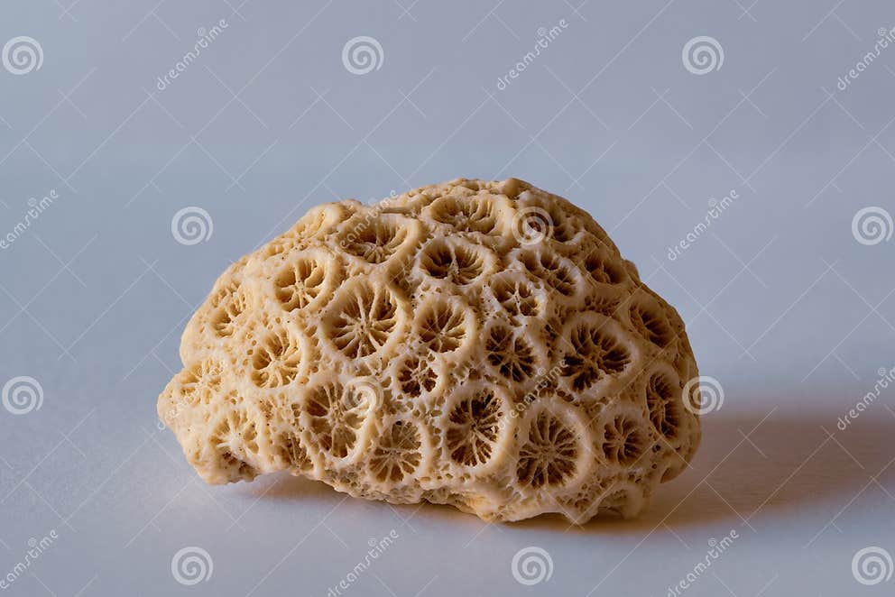 Coral Skeleton. South Pacific Stock Photo - Image of skeleton ...