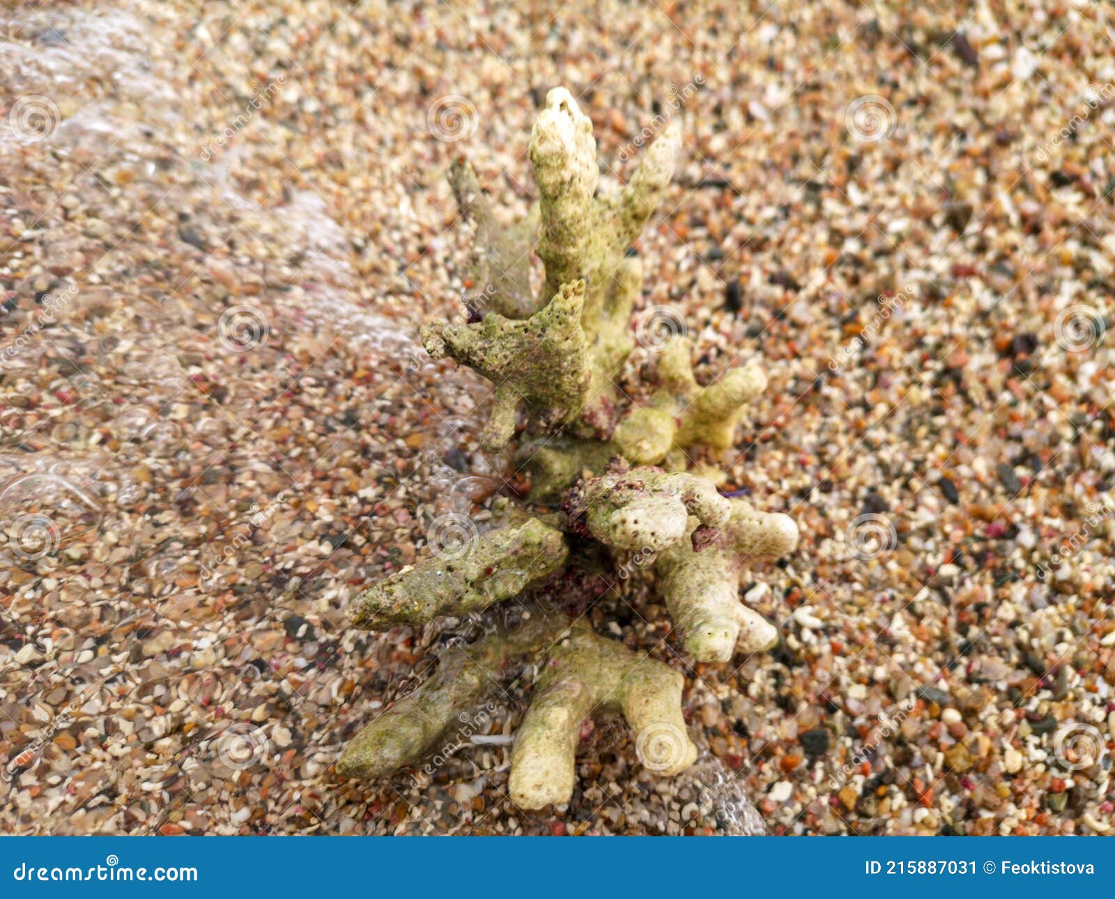 Coral Skeleton Texture Structure. Dead Coral Reef. Abstract Natural ...