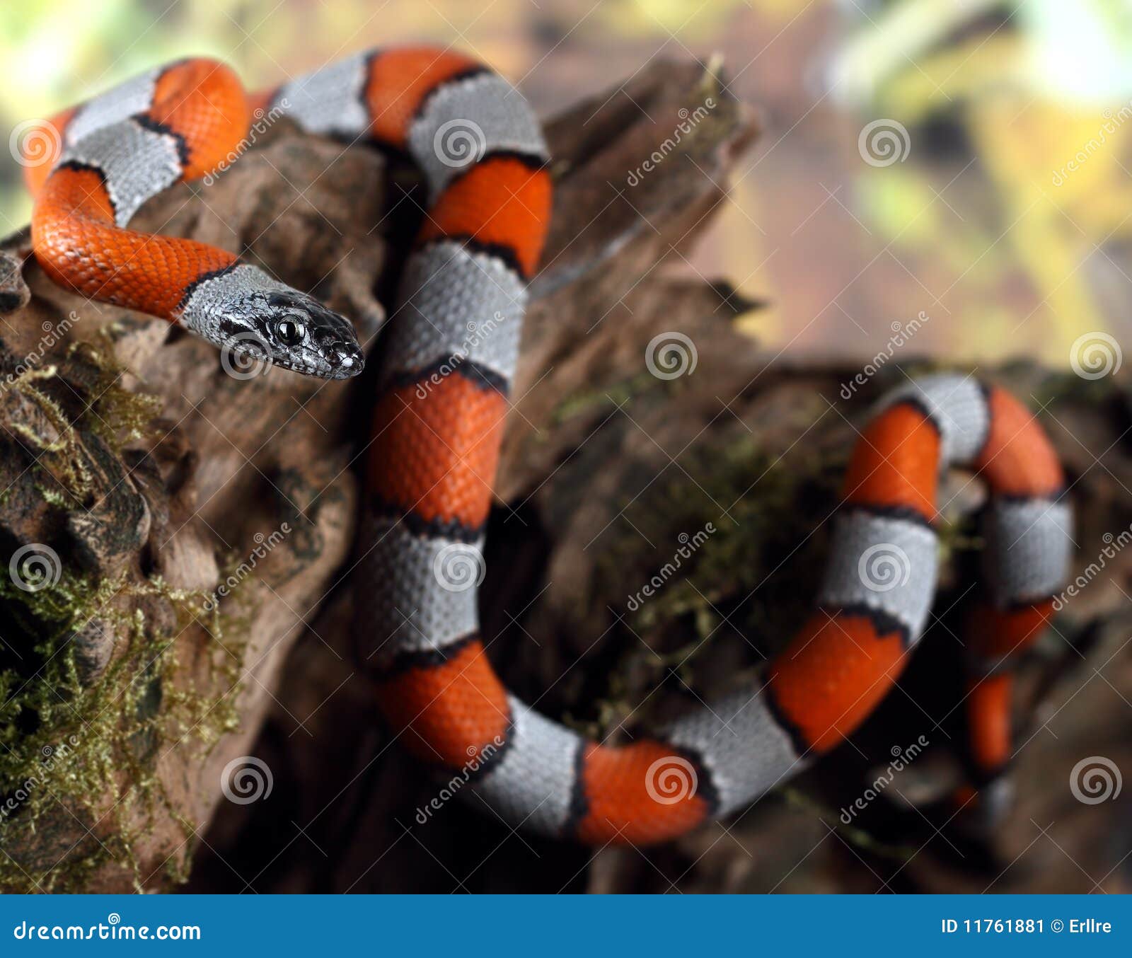 Coral snake stock image. Image of coral, dangerous, snake - 11761881