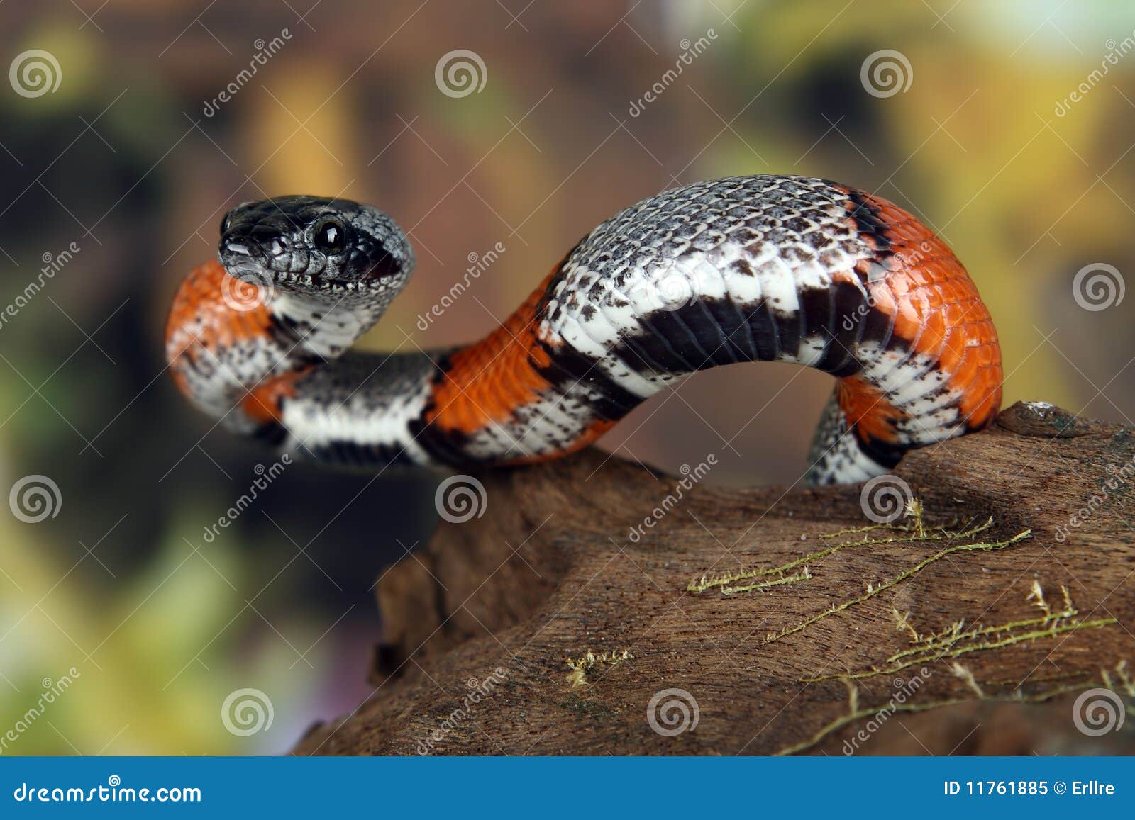 Coral snake stock image. Image of render, reptile, rattle - 11761885