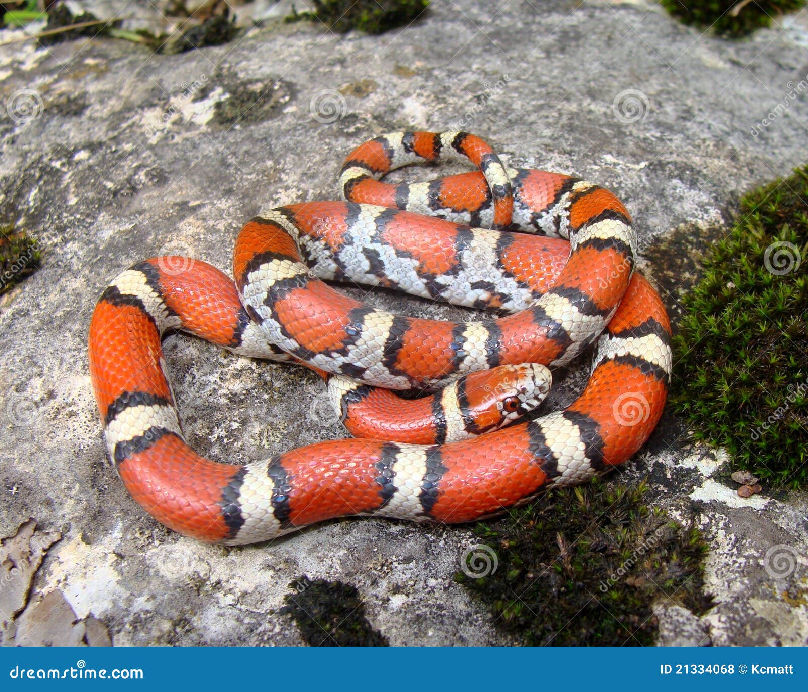 Coral Snake Mimic Stock Photos - Free & Royalty-Free Stock Photos from ...