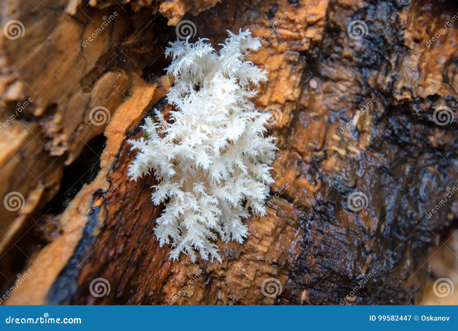 Coral Spine Fungus or Hericium Coralloides Stock Image - Image of ... Coral Spine Fungus or Hericium Coralloides Stock Image - Image of ...