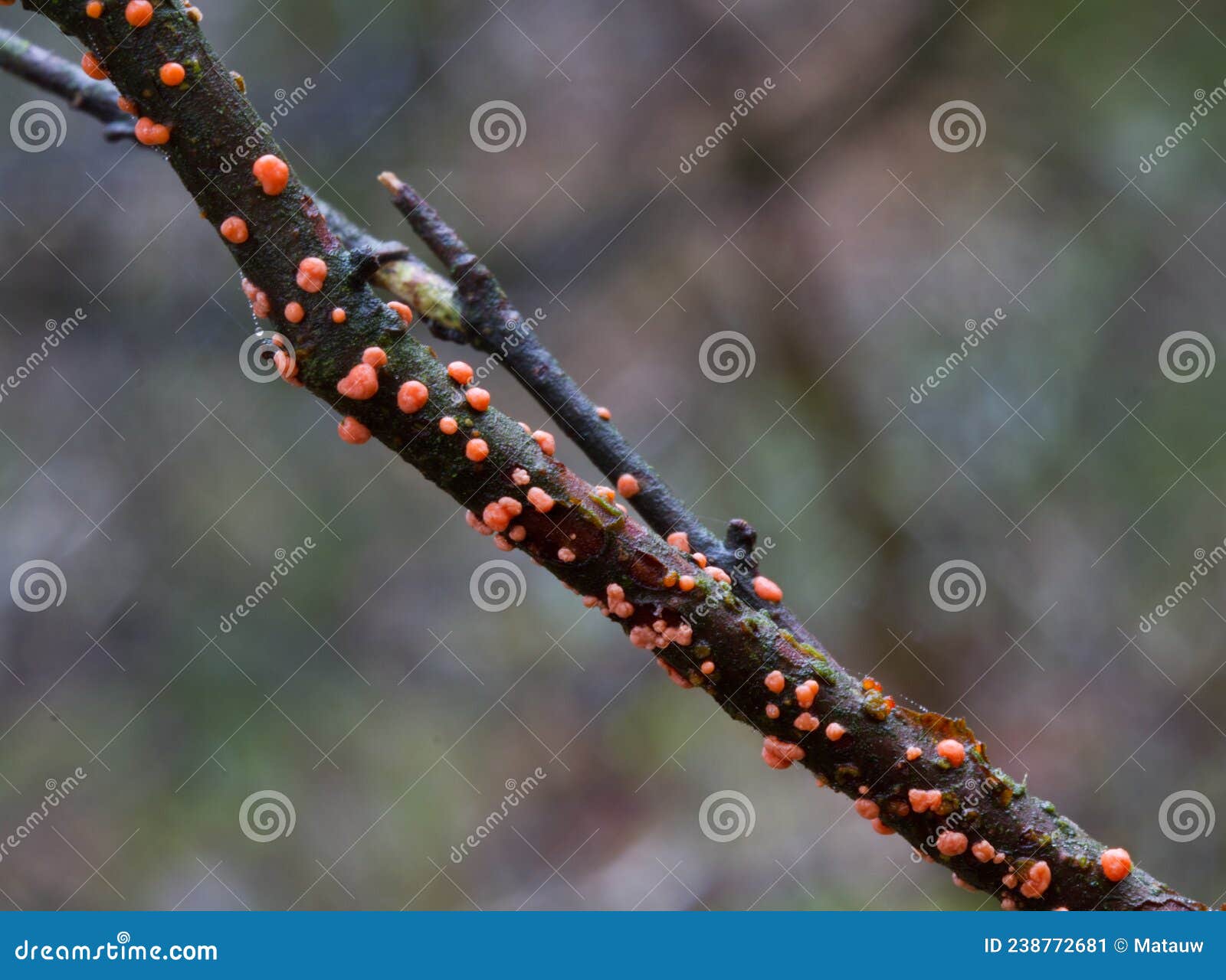 Coral spot on dead branch stock image. Image of fruiting - 238772681