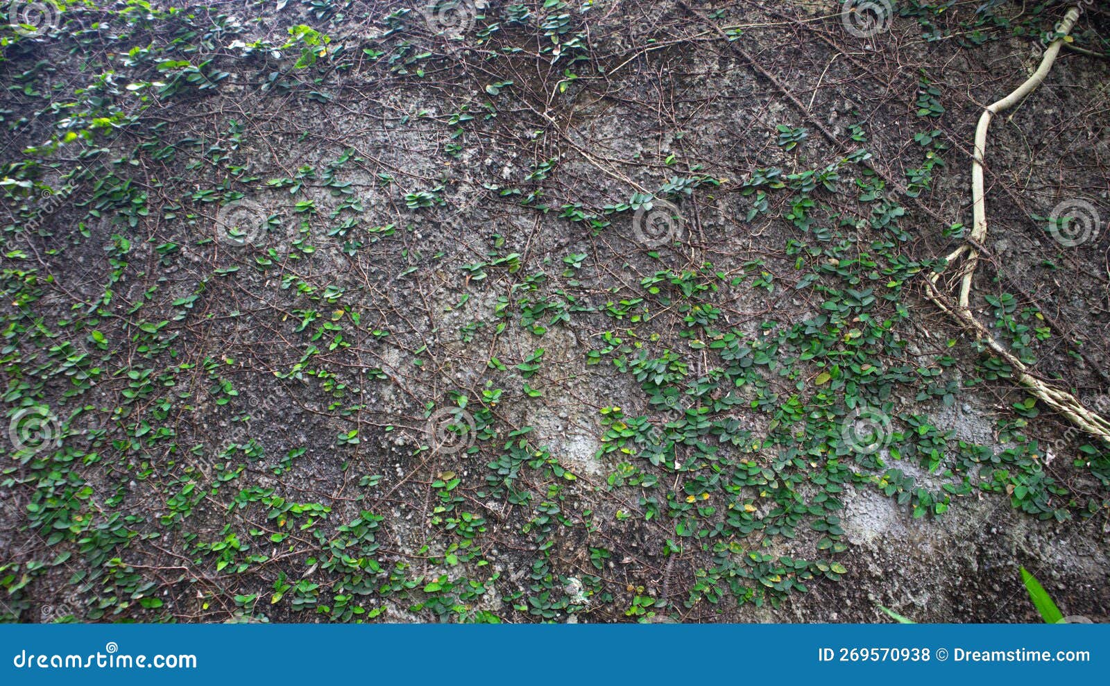Coral Stone Texture Neatly Arranged for Road Access Stock Photo - Image ...
