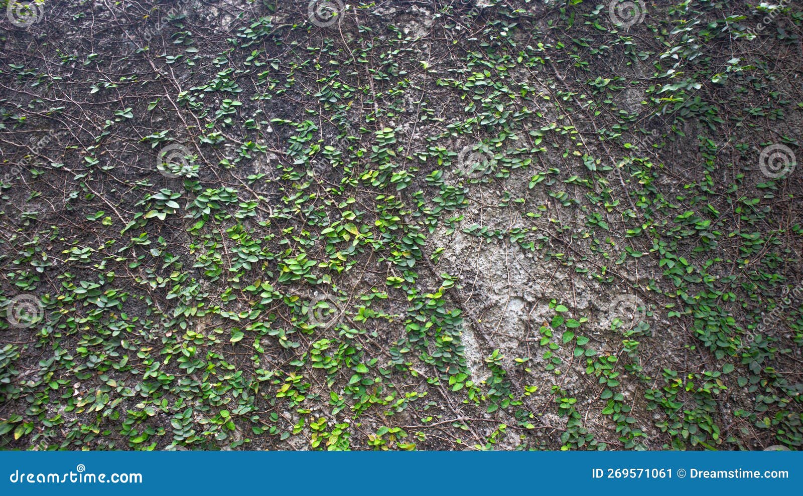 Coral Stone Texture Neatly Arranged for Road Access Stock Image - Image ...