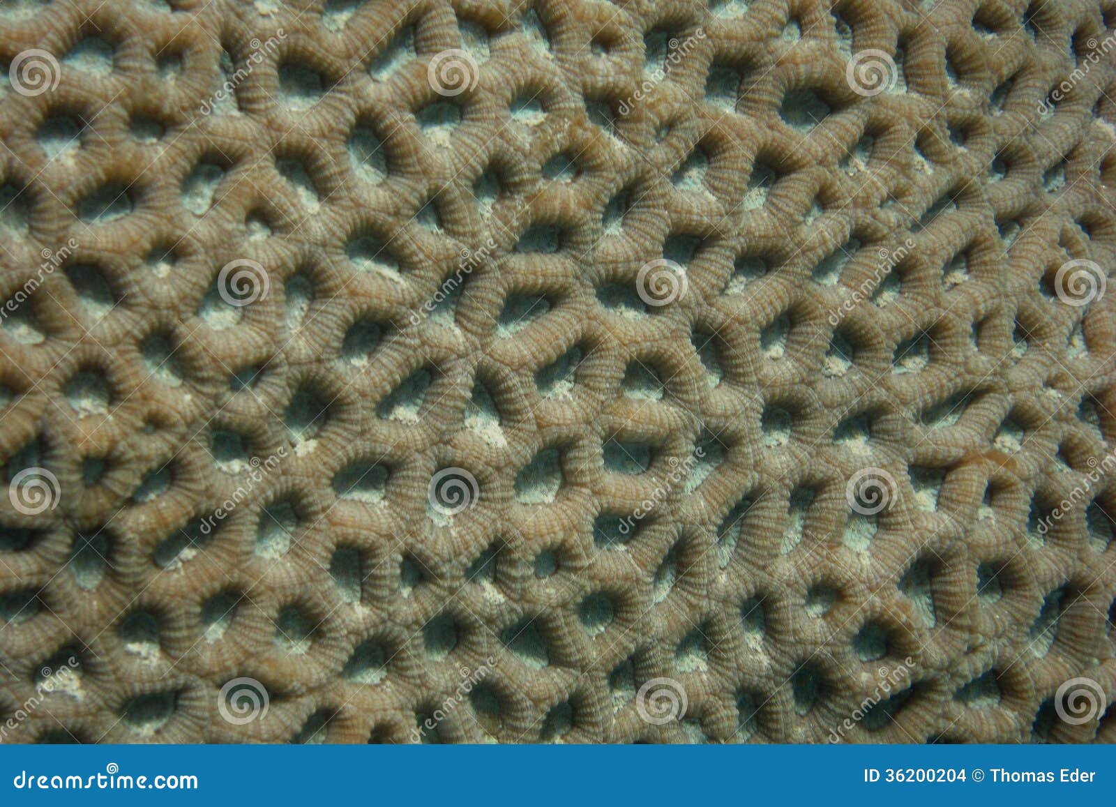 Coral structure stock photo. Image of fish, blue, dolphin - 36200204