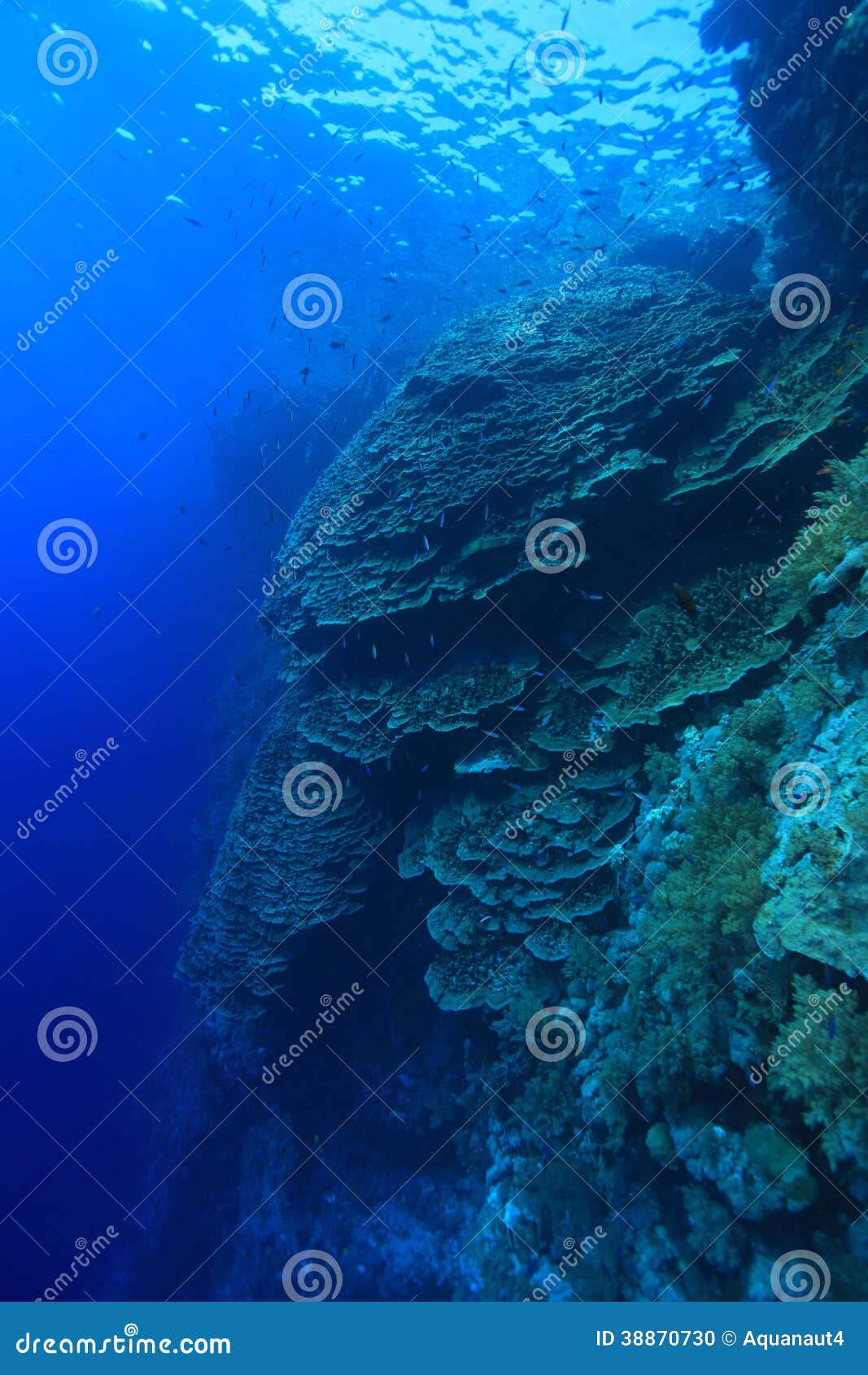 Coral Structure Inthe Red Sea Stock Photo - Image of scenery, ocean ...