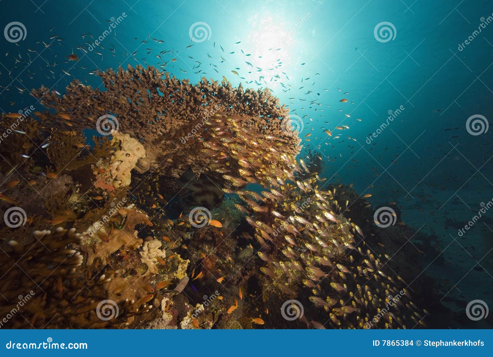 Underwater Whirlpool Fish Stock Photos - Free & Royalty-Free Stock ...
