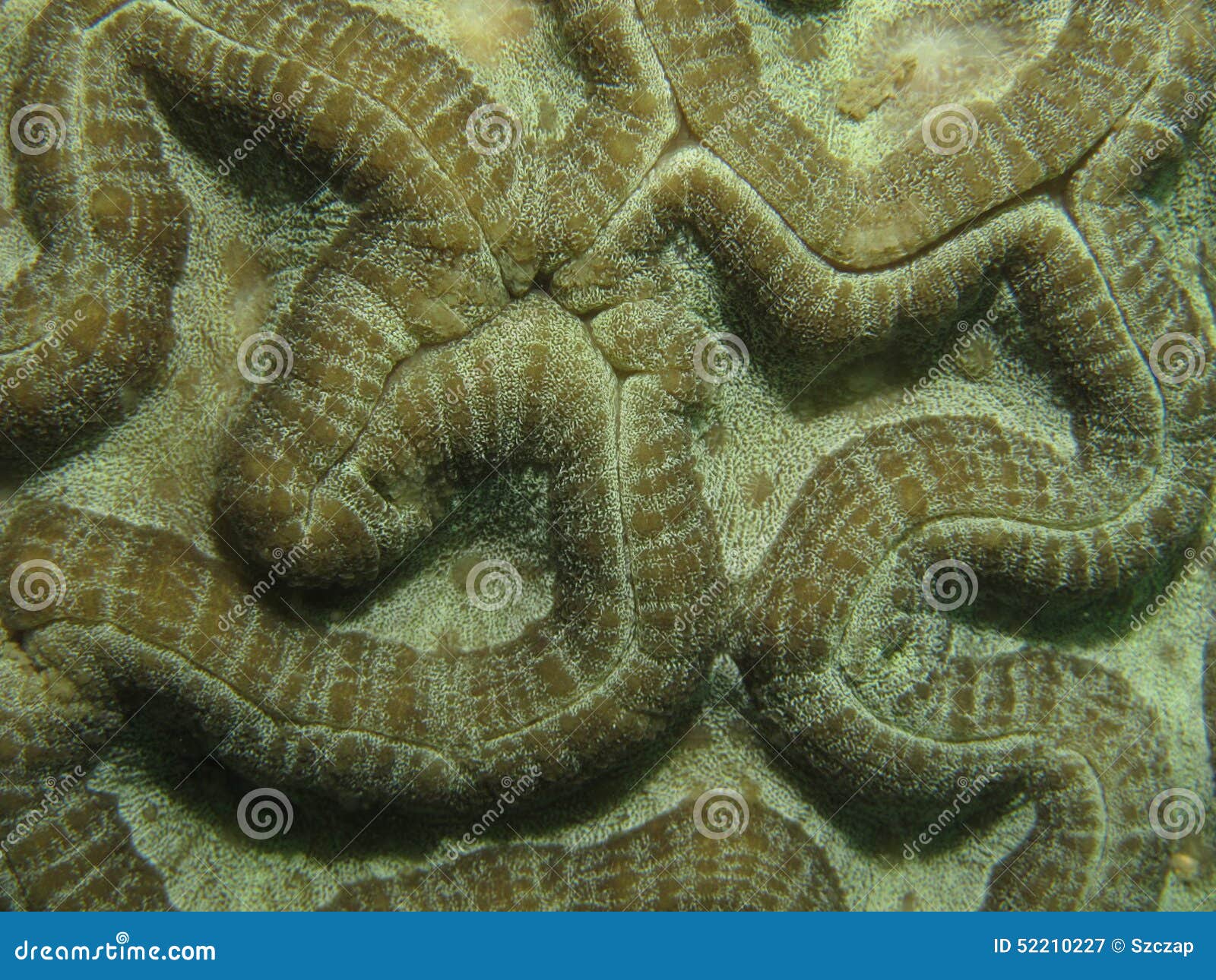 Coral Surface Texture Royalty-Free Stock Photography | CartoonDealer ...