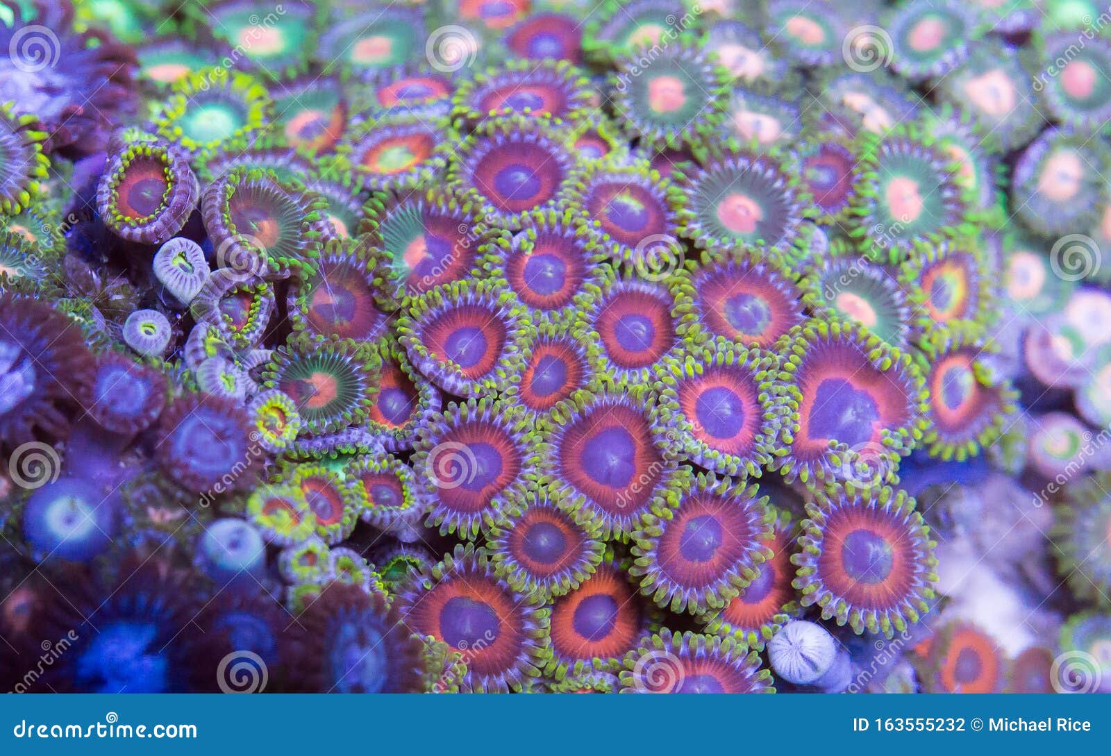 Coral surface stock photo. Image of soft, flowers, closeup - 163555232