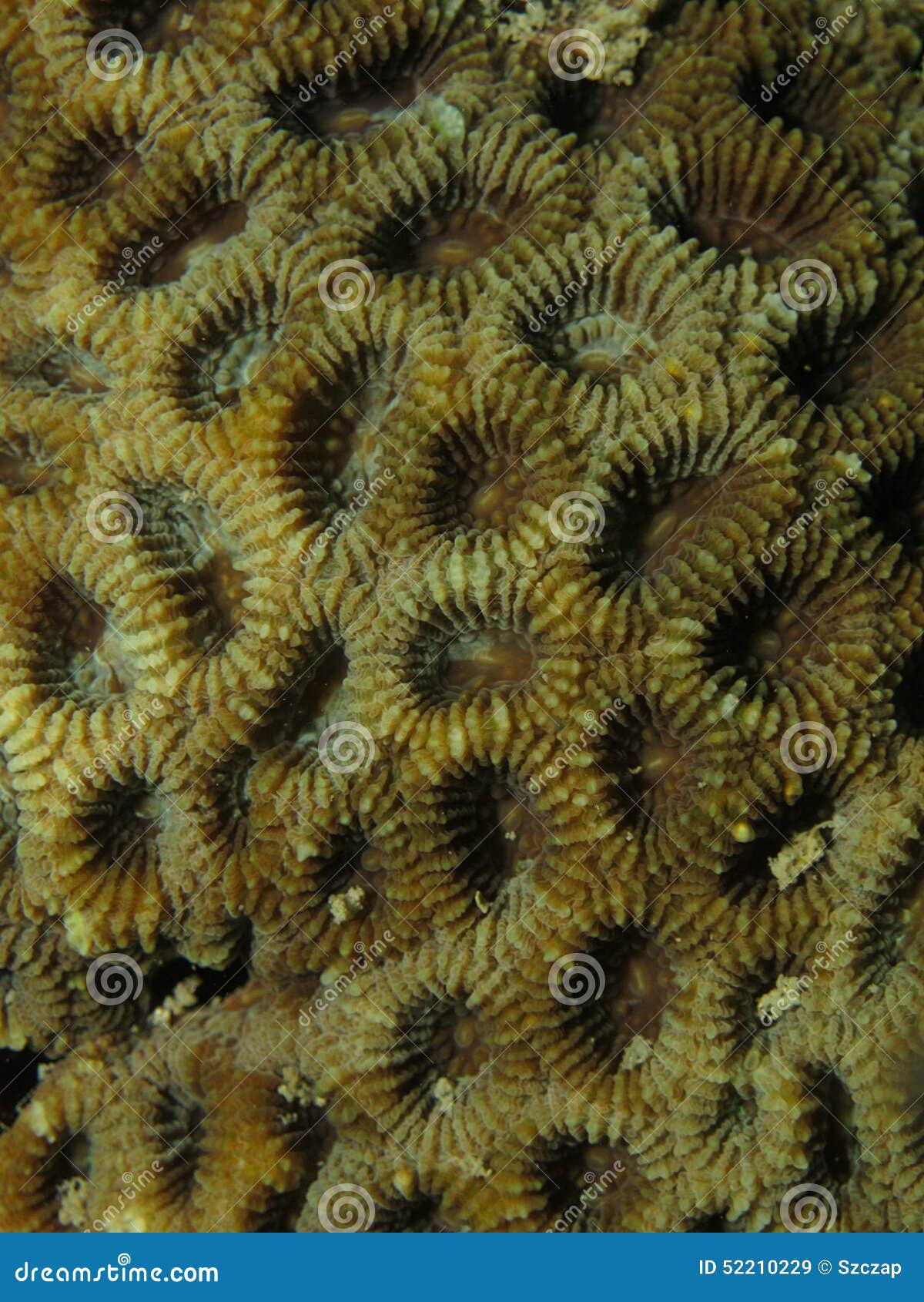 Coral surface texture stock image. Image of texture, abstract - 52210229