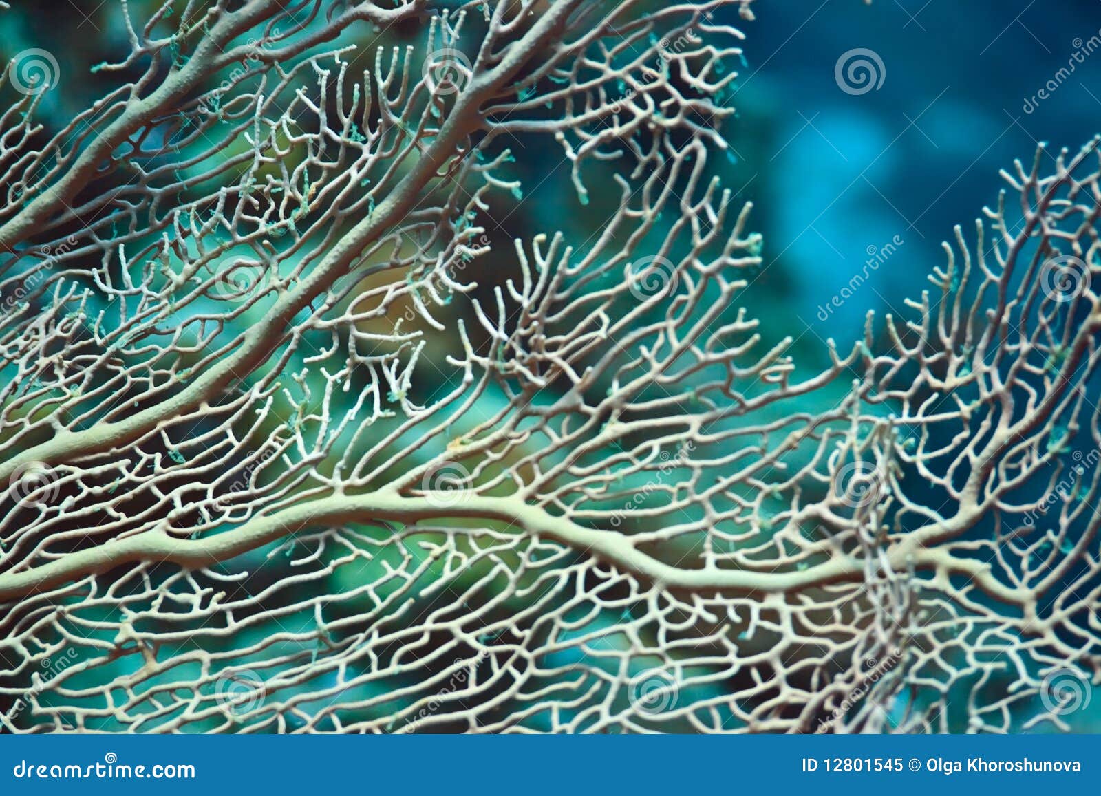 Coral texture stock image. Image of nature, soft, ocean - 12801545