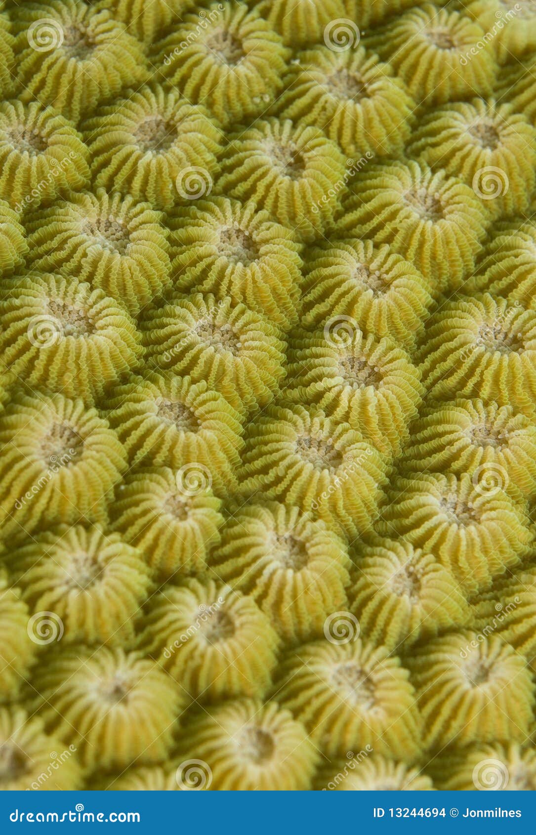 Coral texture stock photo. Image of seascape, coral, organism - 13244694