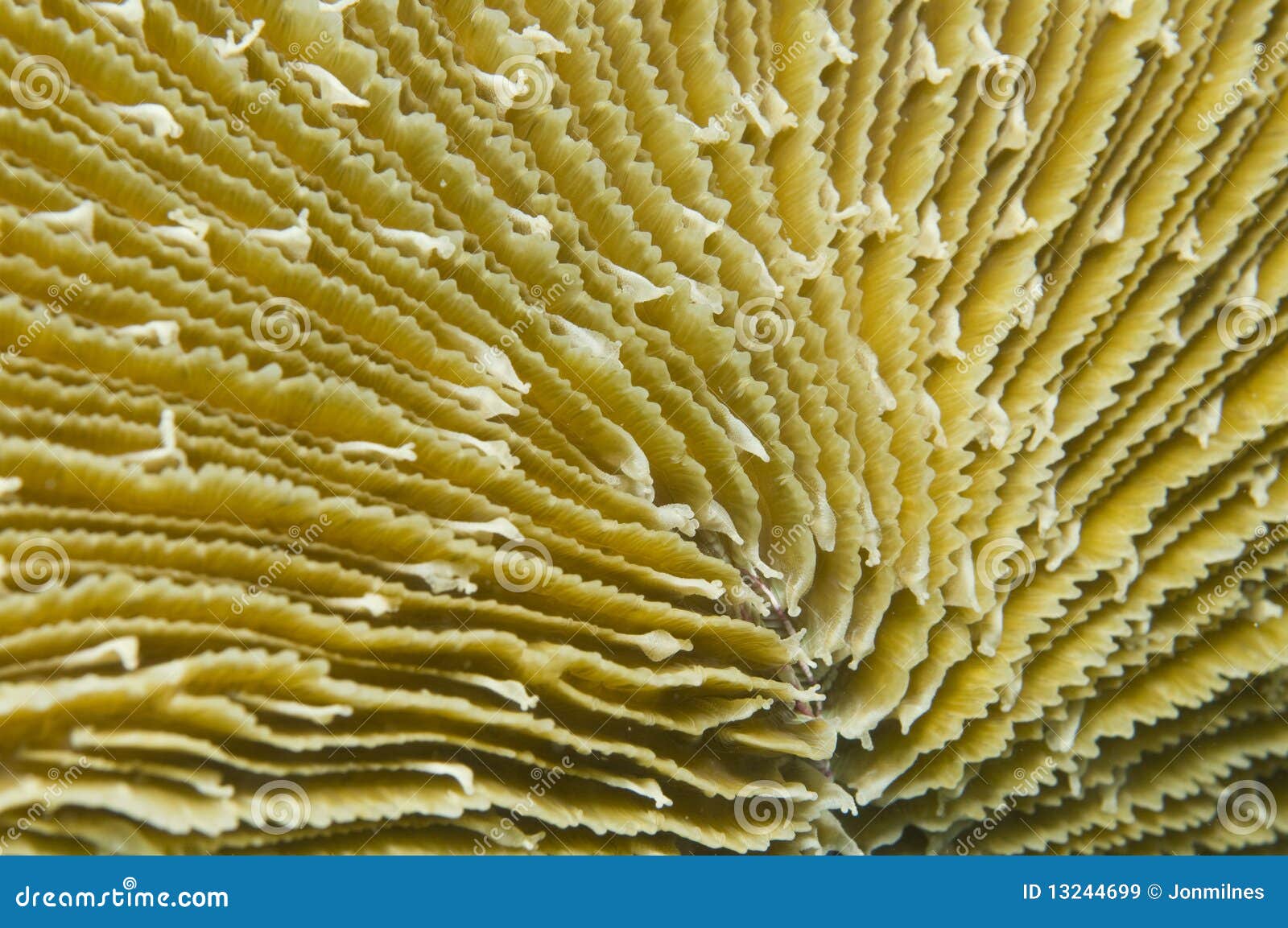Coral texture stock image. Image of tropical, ocean, asia - 13244699