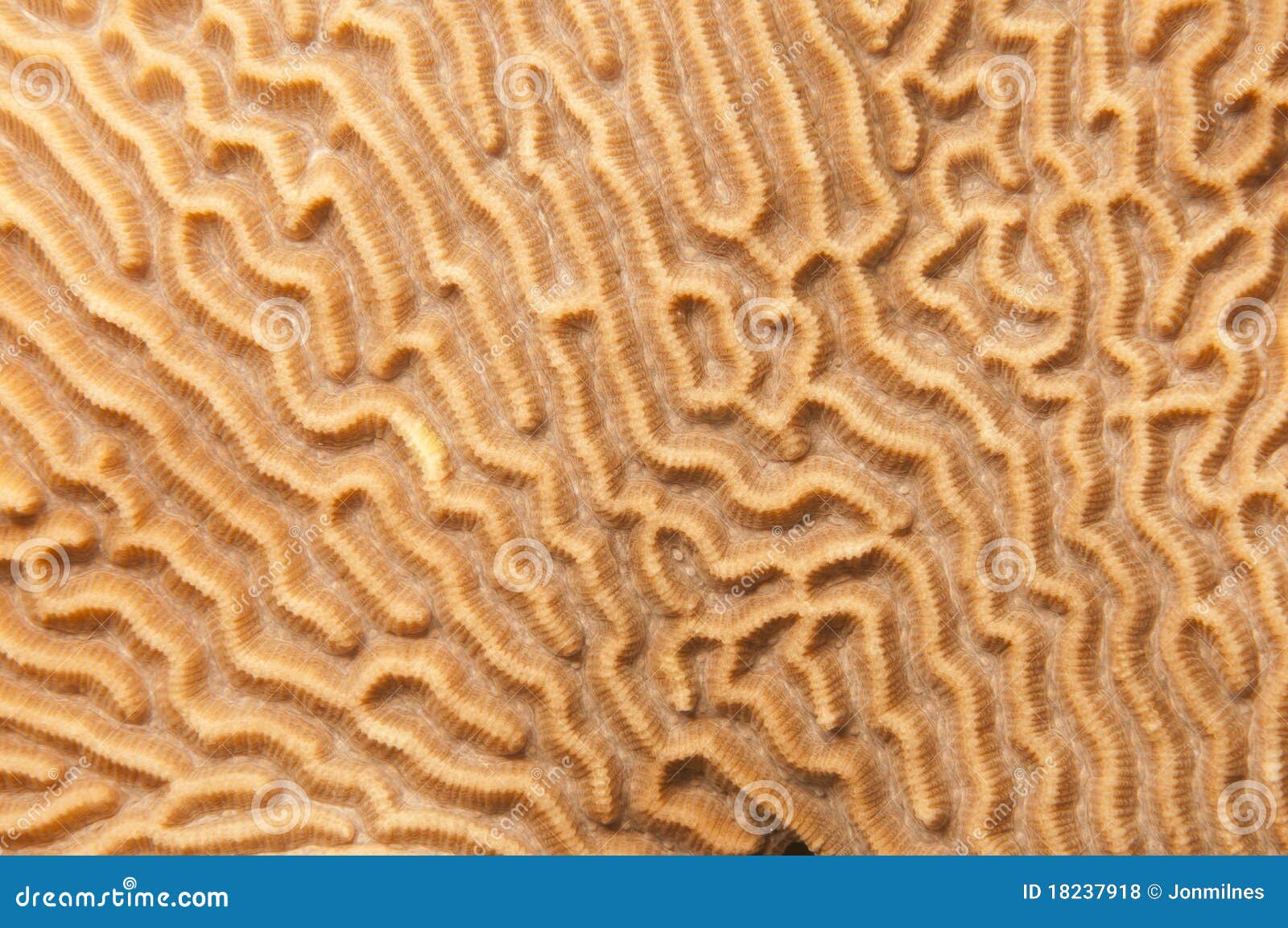 Coral texture stock photo. Image of undersea, snorkeling - 18237918