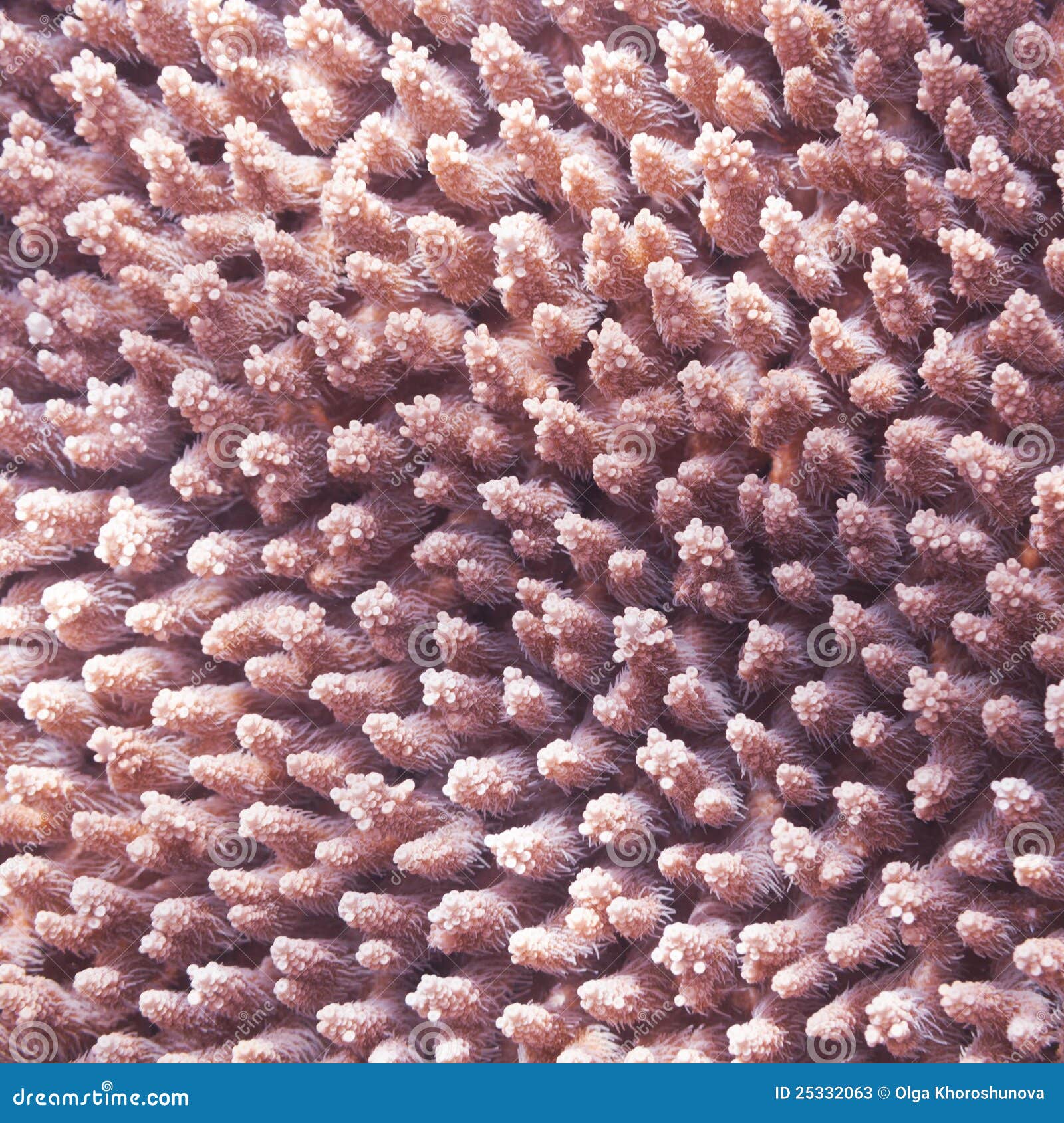 Coral texture stock image. Image of close, caribbean - 25332063