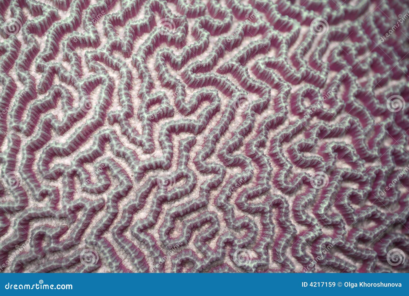 Coral Texture Royalty-Free Stock Photography | CartoonDealer.com #4217159