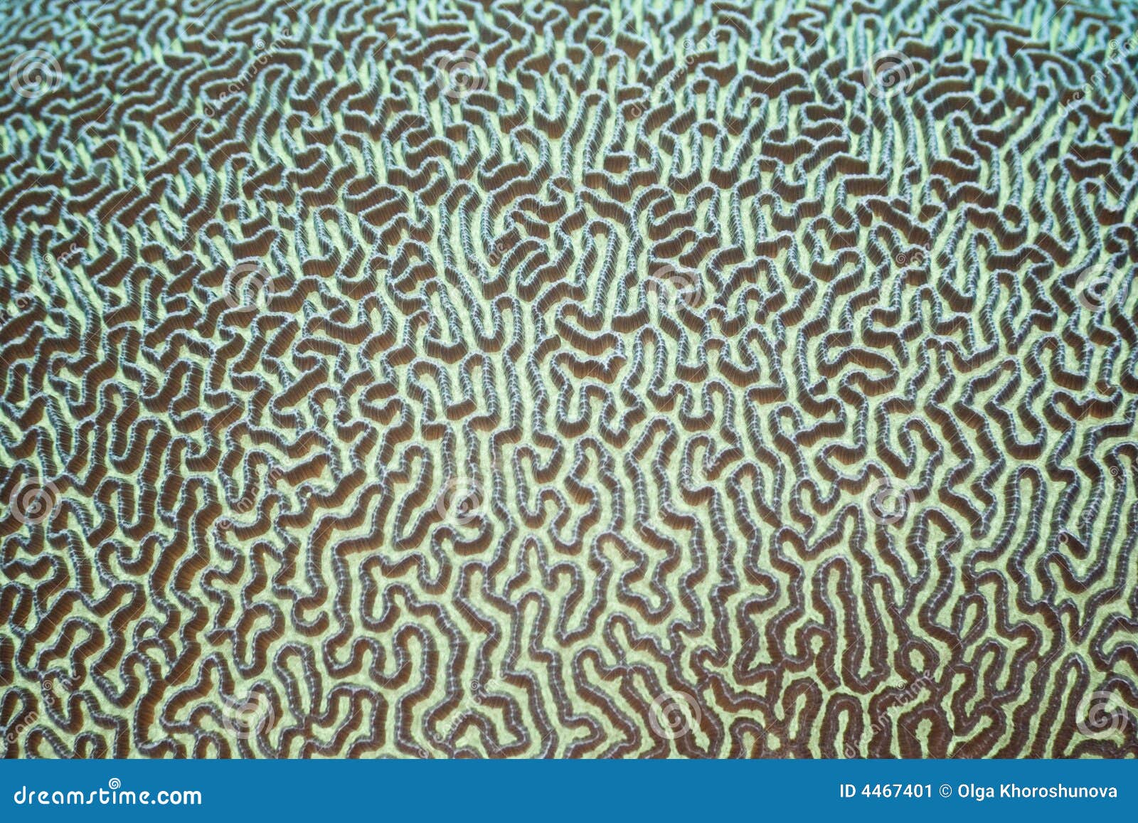 Coral texture stock image. Image of rock, design, fossil - 4467401