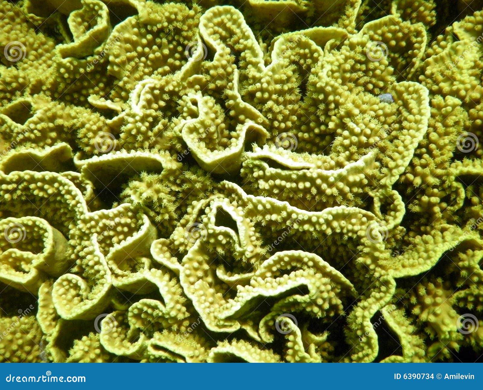 Coral Texture Stock Images - Image: 6390734