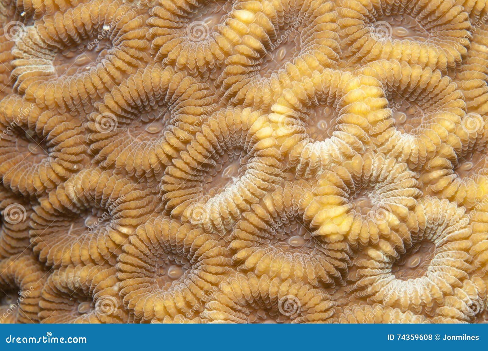 Coral Texture photo stock. Image du animal, détail, saltwater - 74359608