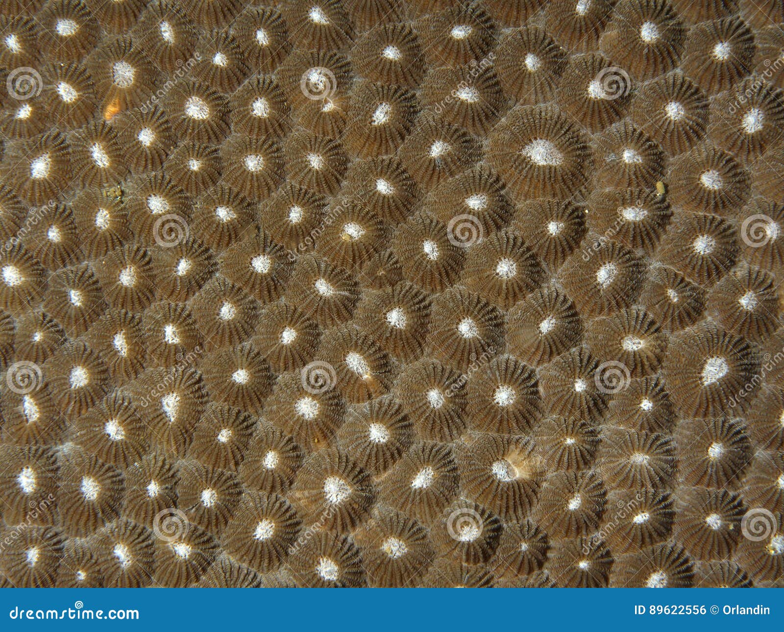 Coral Texture arkivfoto. Bild av bali, stänga, exotiskt - 89622556