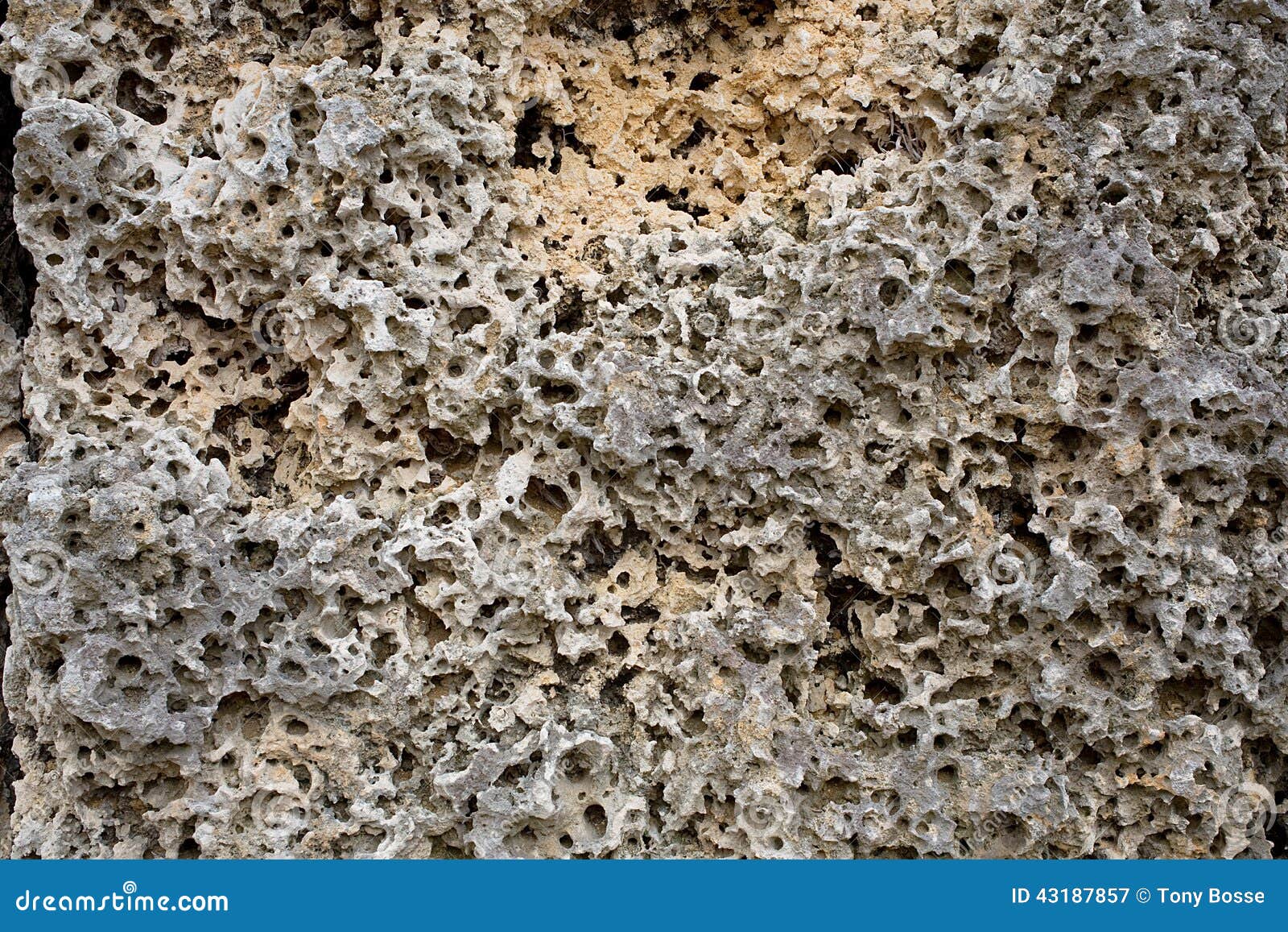 Coral Texture Background stock image. Image of surface - 43187857