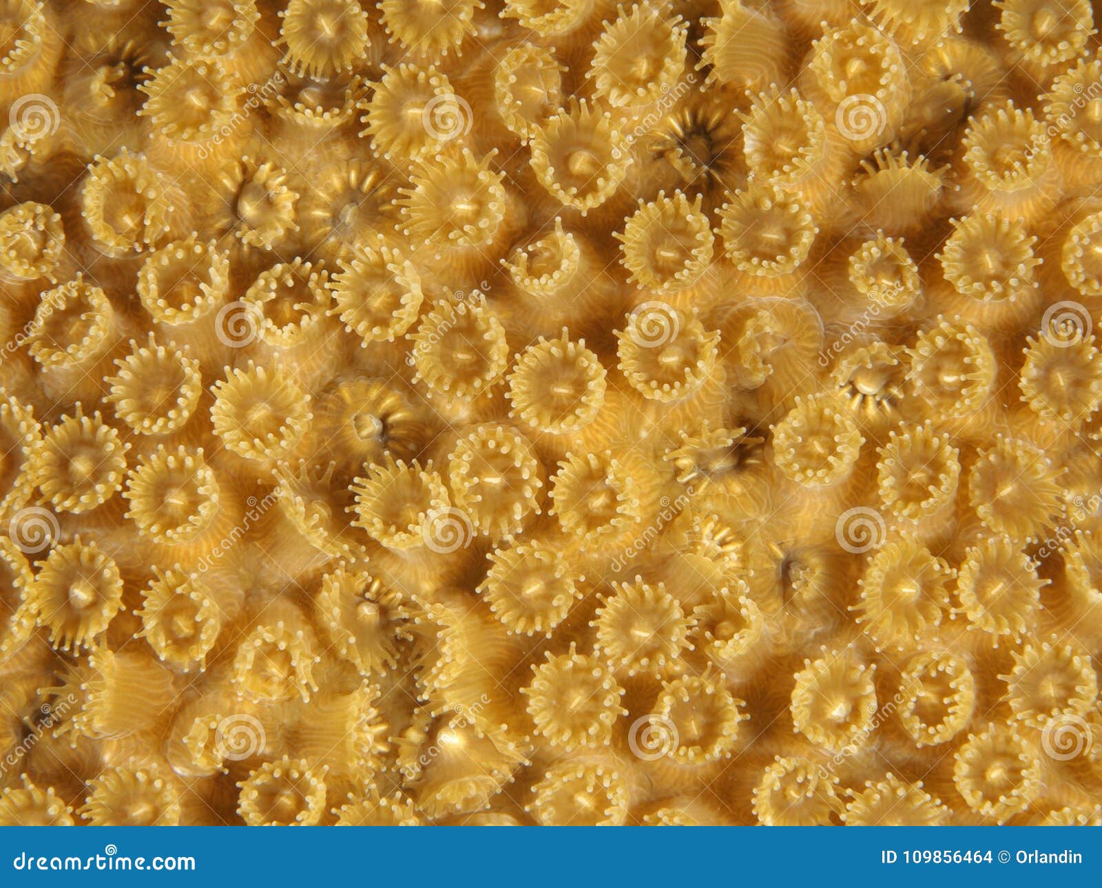 Coral texture stock photo. Image of ocean, coral, bright - 109856464