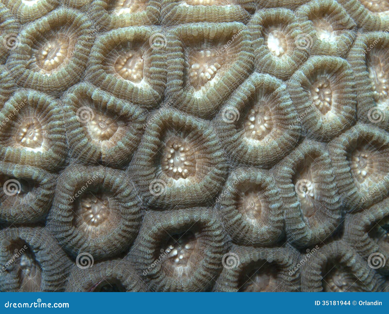 Coral Texture Stock Image | CartoonDealer.com #89622529