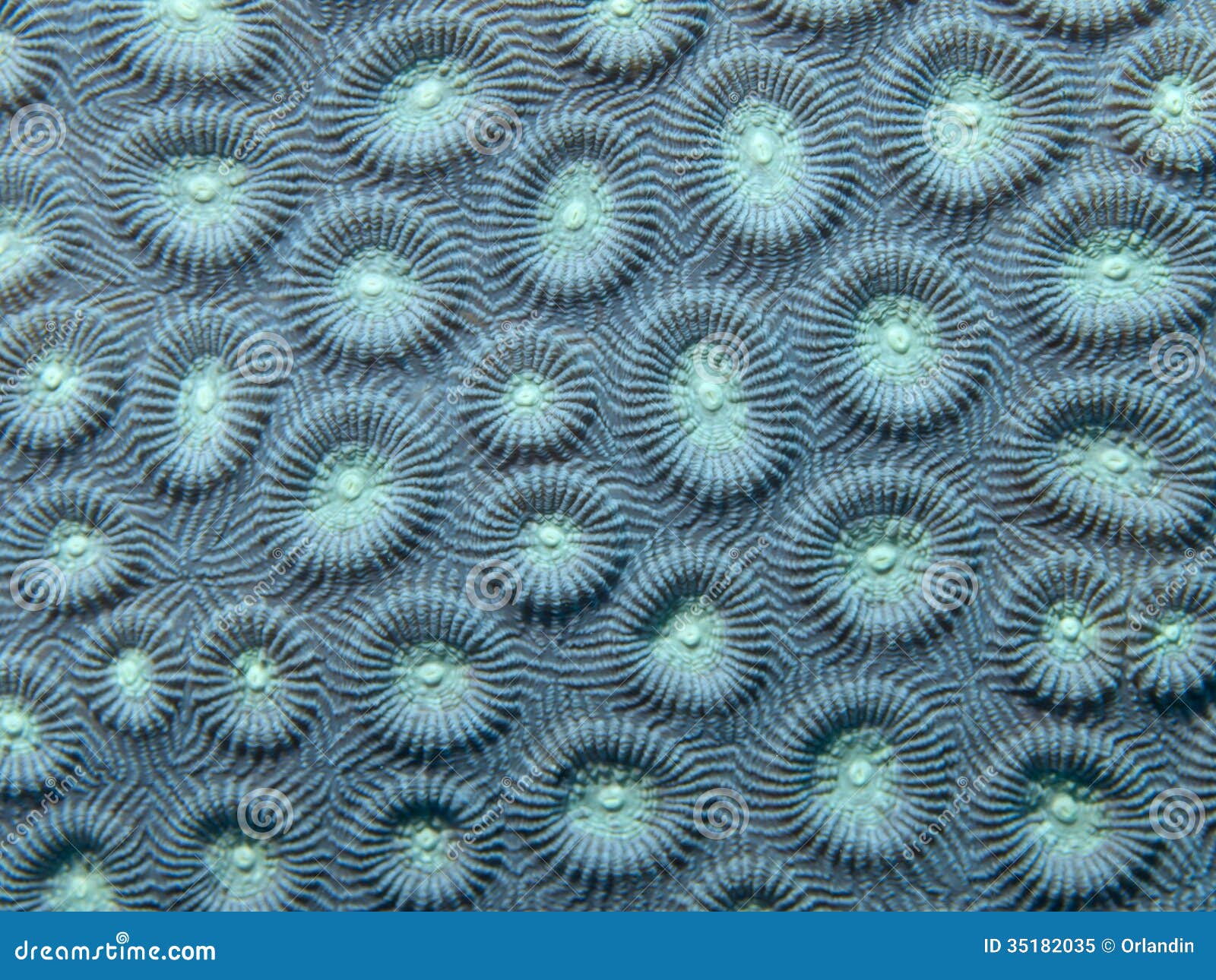 Coral texture stock image. Image of wallpaper, animal - 35182035