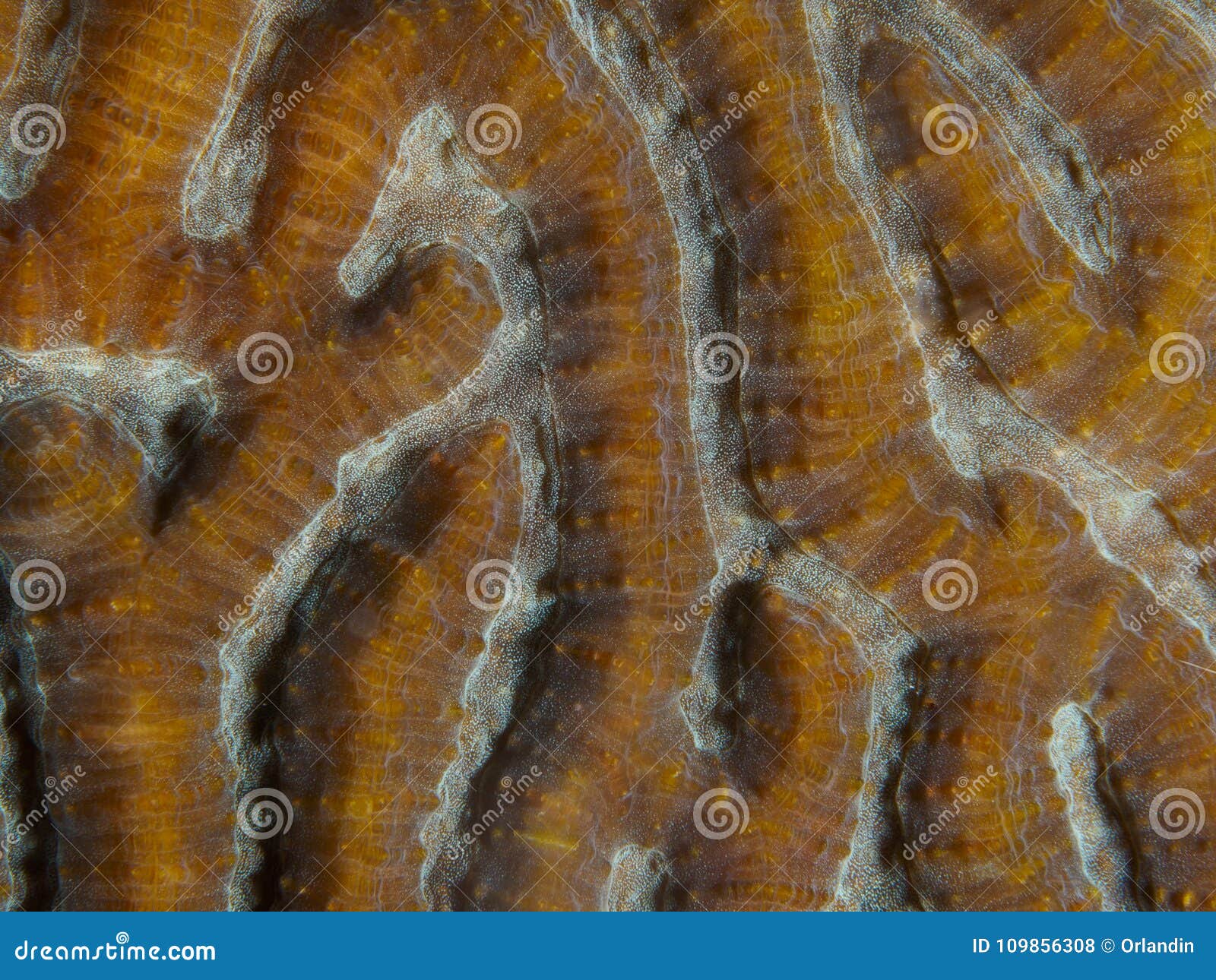 Coral texture stock photo. Image of life, creature, biodiversity ...