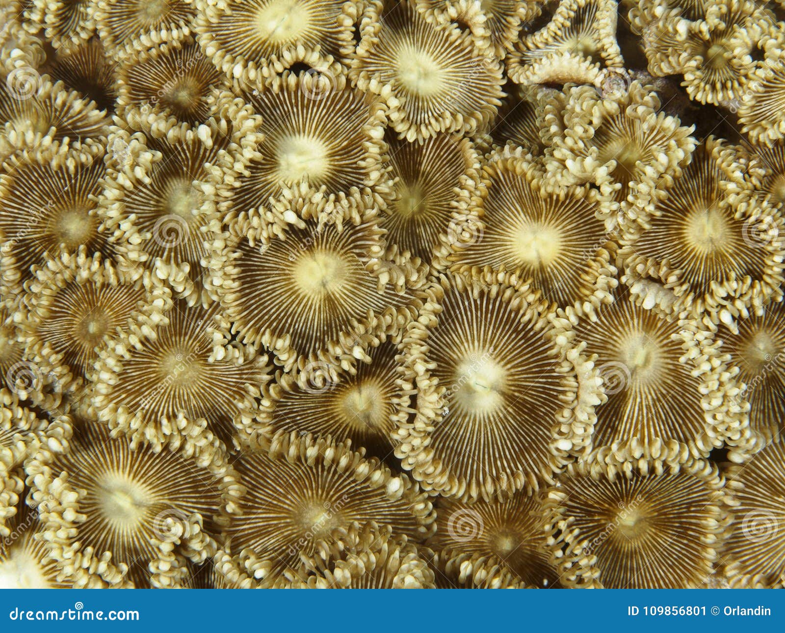Coral texture stock image. Image of diving, islands - 109856801