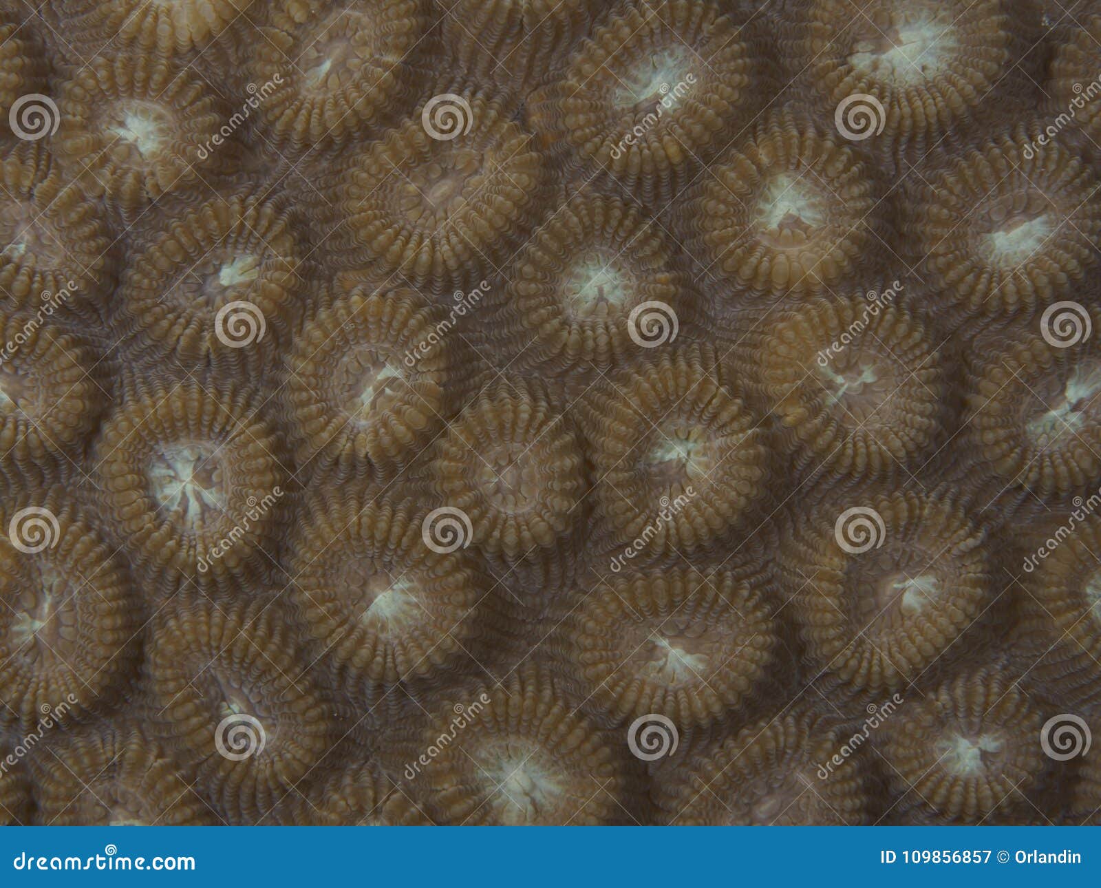 Coral texture stock image. Image of pacific, background - 109856857