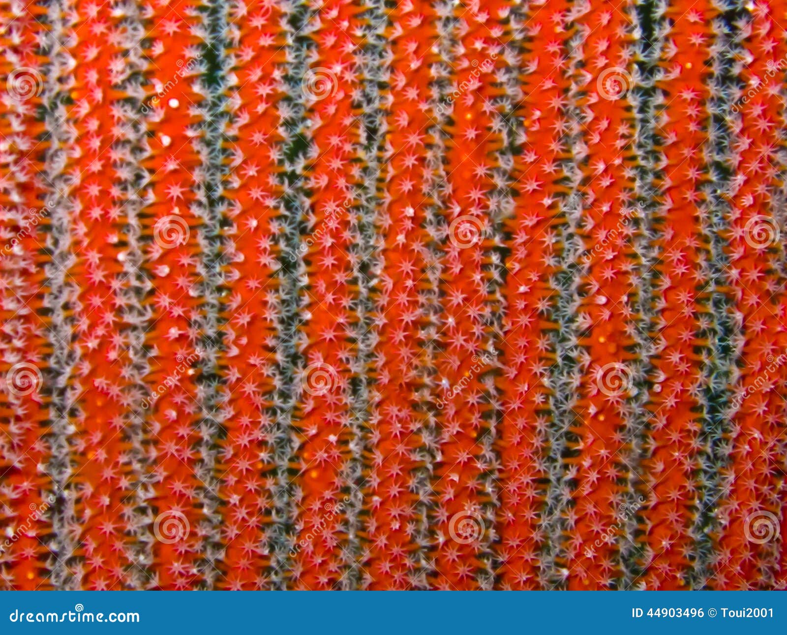 Coral texture stock photo. Image of coral, curve, aquarium - 44903496