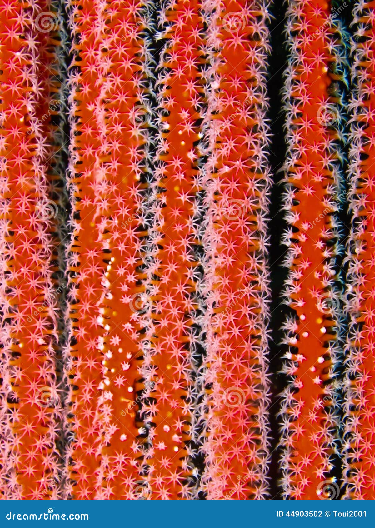 Coral texture stock photo. Image of coral, nature, ornamentation - 44903502