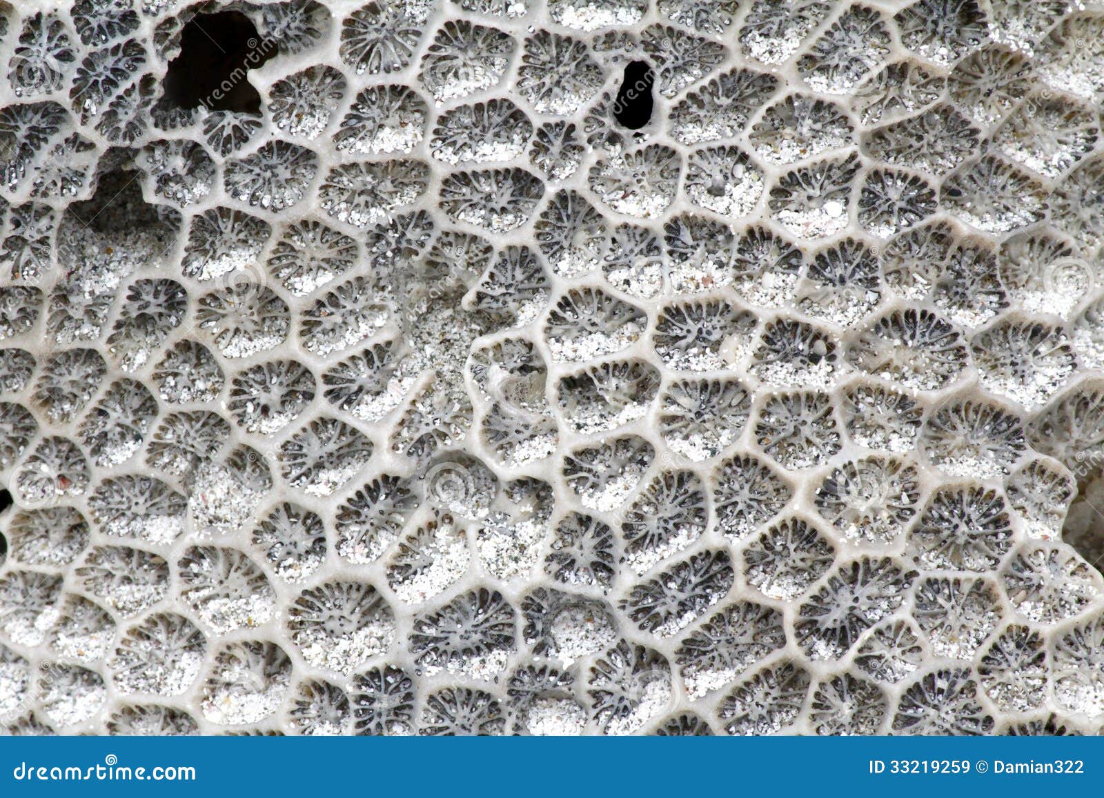 Coral Texture Stock Image | CartoonDealer.com #33219259