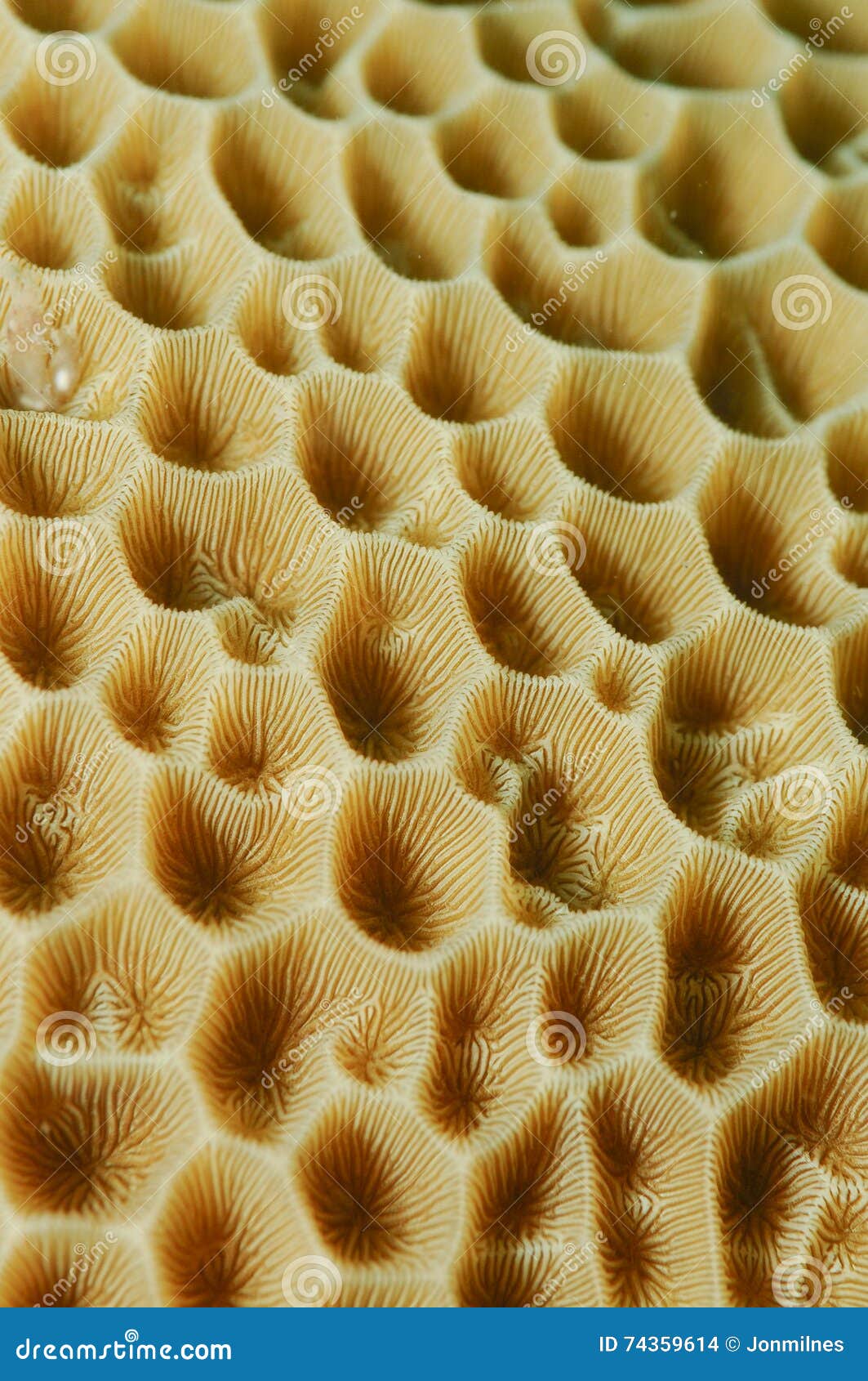 Coral texture stock photo. Image of asia, pacific, coral - 74359614