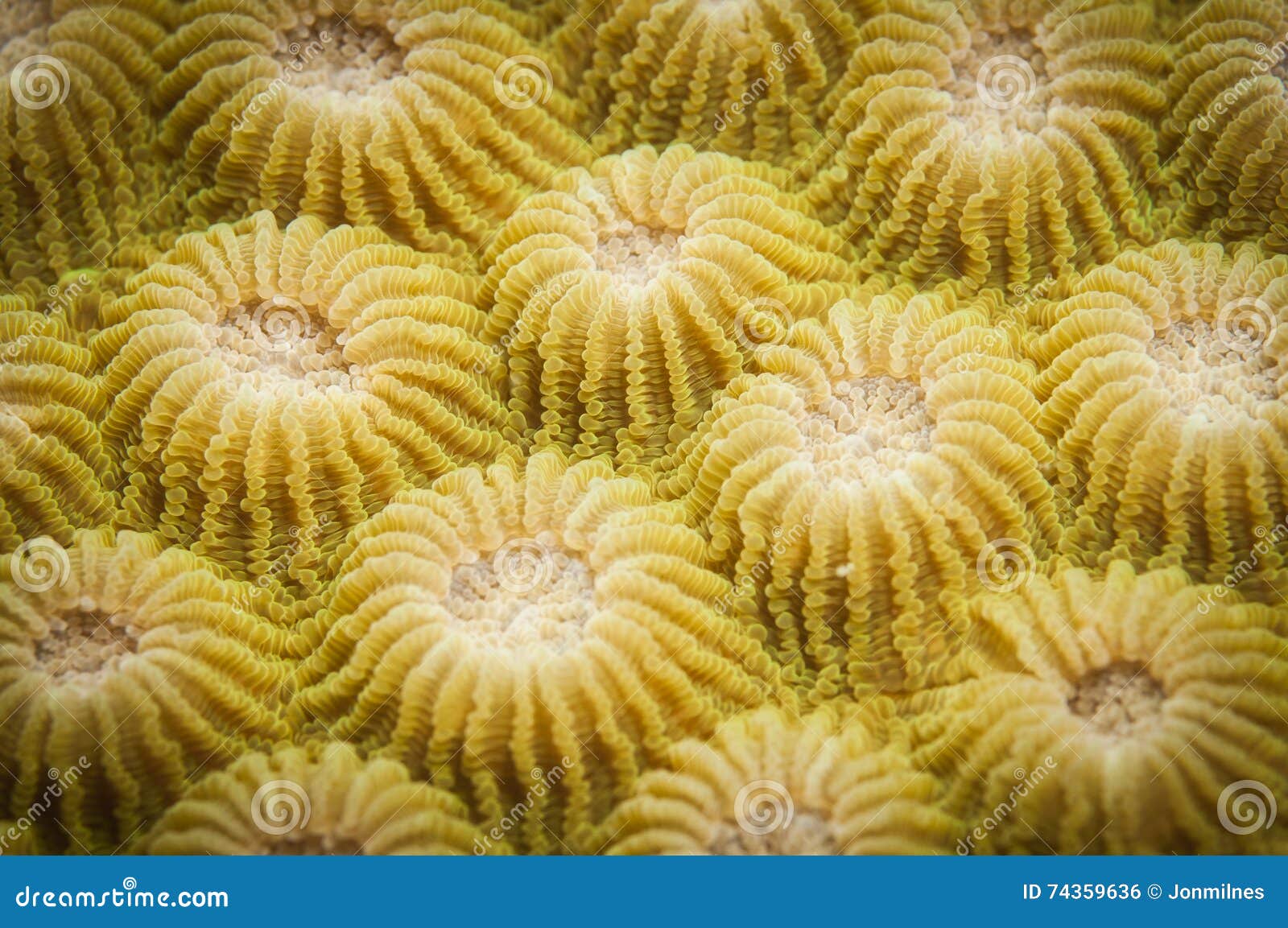Coral texture stock photo. Image of atlantic, reef, ocean - 74359636