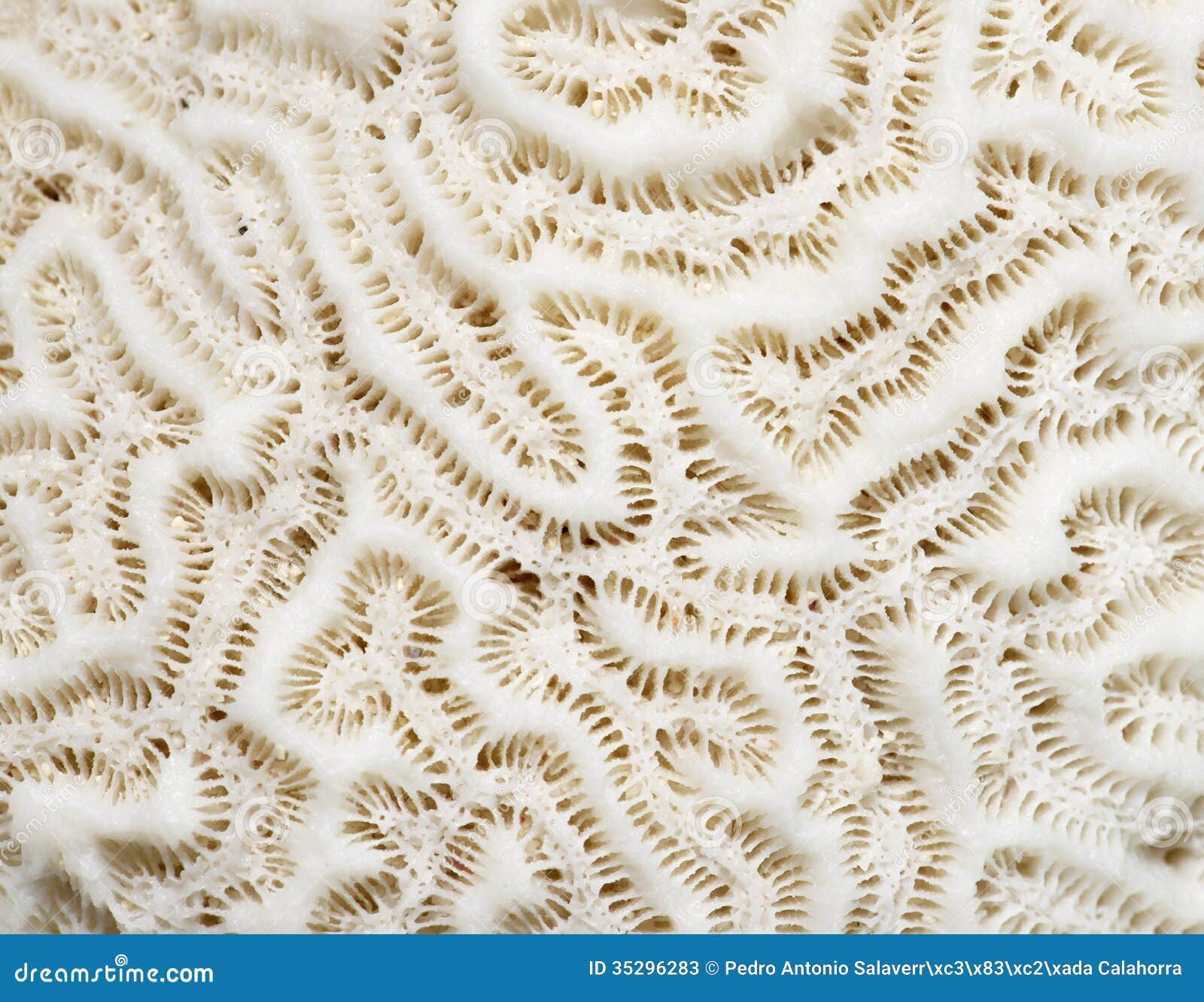 Coral stock image. Image of macro, junctions, high, curve - 35296283