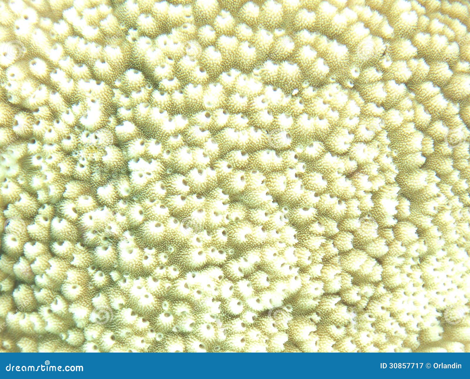 Coral texture stock image. Image of diving, life, coral - 30857717