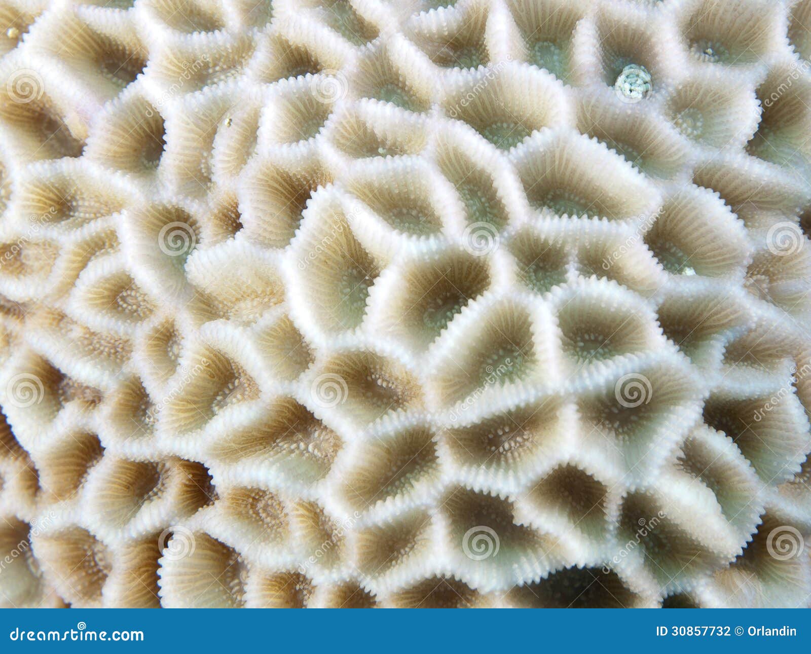 Coral texture stock photo. Image of pattern, bright, vivid - 30857732