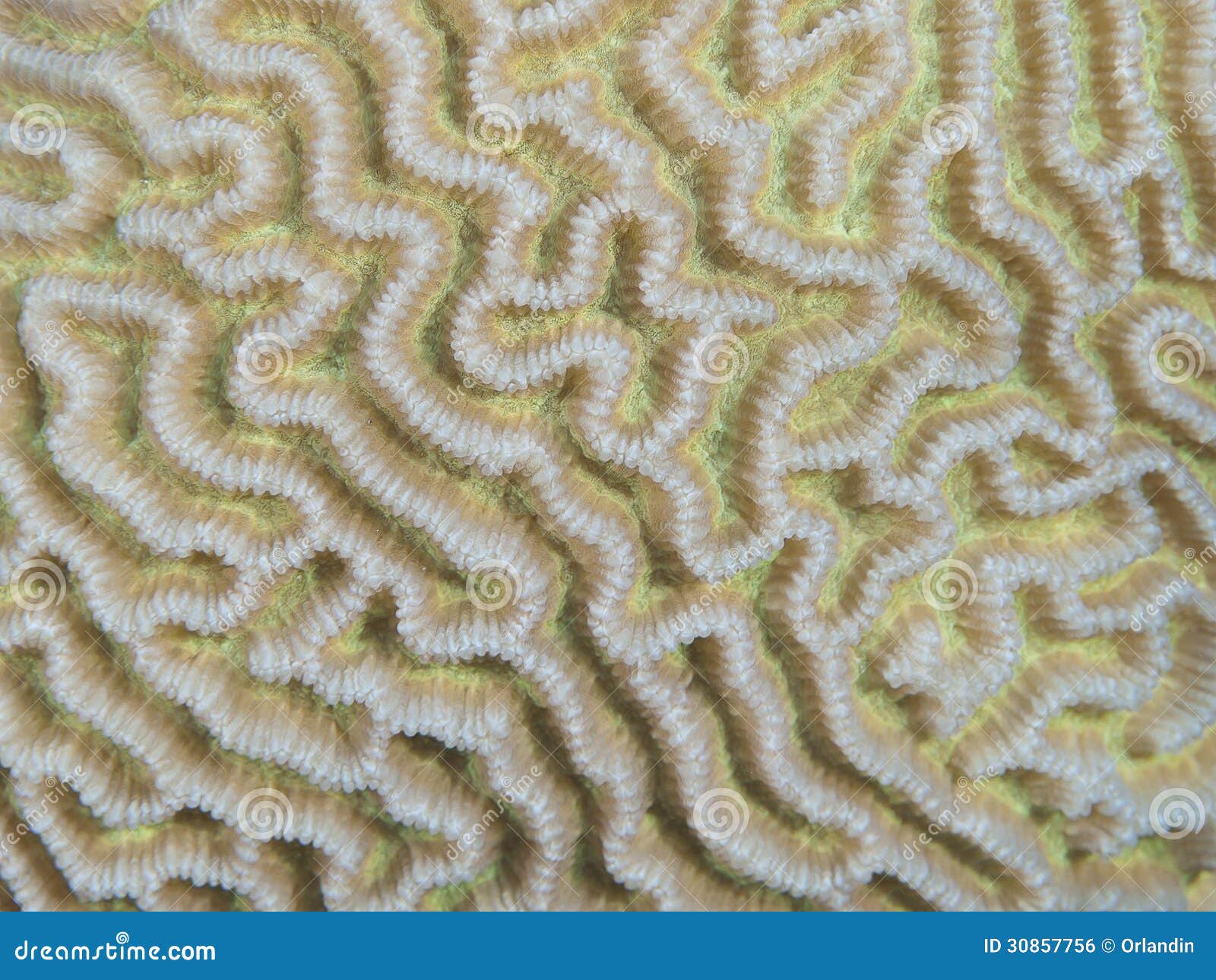 Coral texture stock photo. Image of life, texture, pattern - 30857756