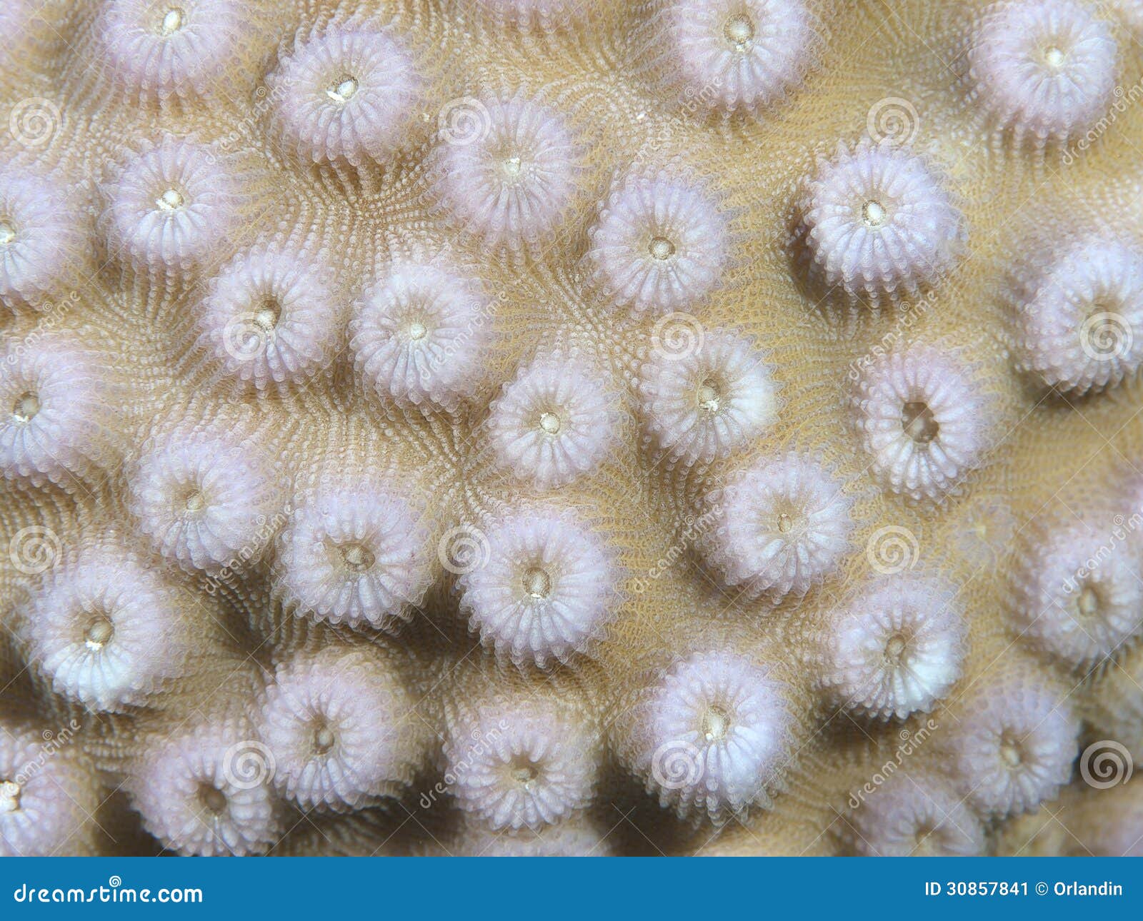 Coral texture stock image. Image of reef, wildlife, coral - 30857841