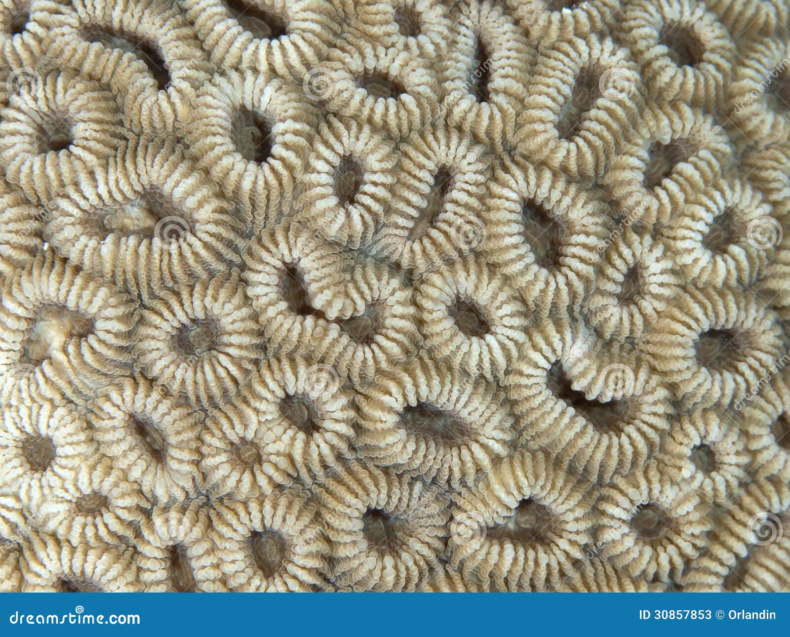 Coral texture stock image. Image of life, underwater - 30857853