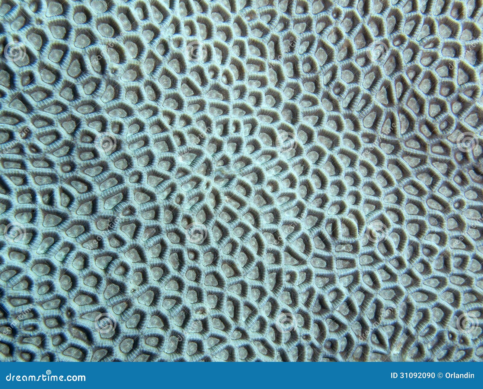 Coral texture stock photo. Image of egypt, vivid, marine - 31092090