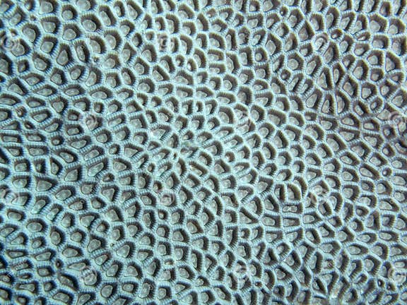 Coral texture stock photo. Image of egypt, vivid, marine - 31092090