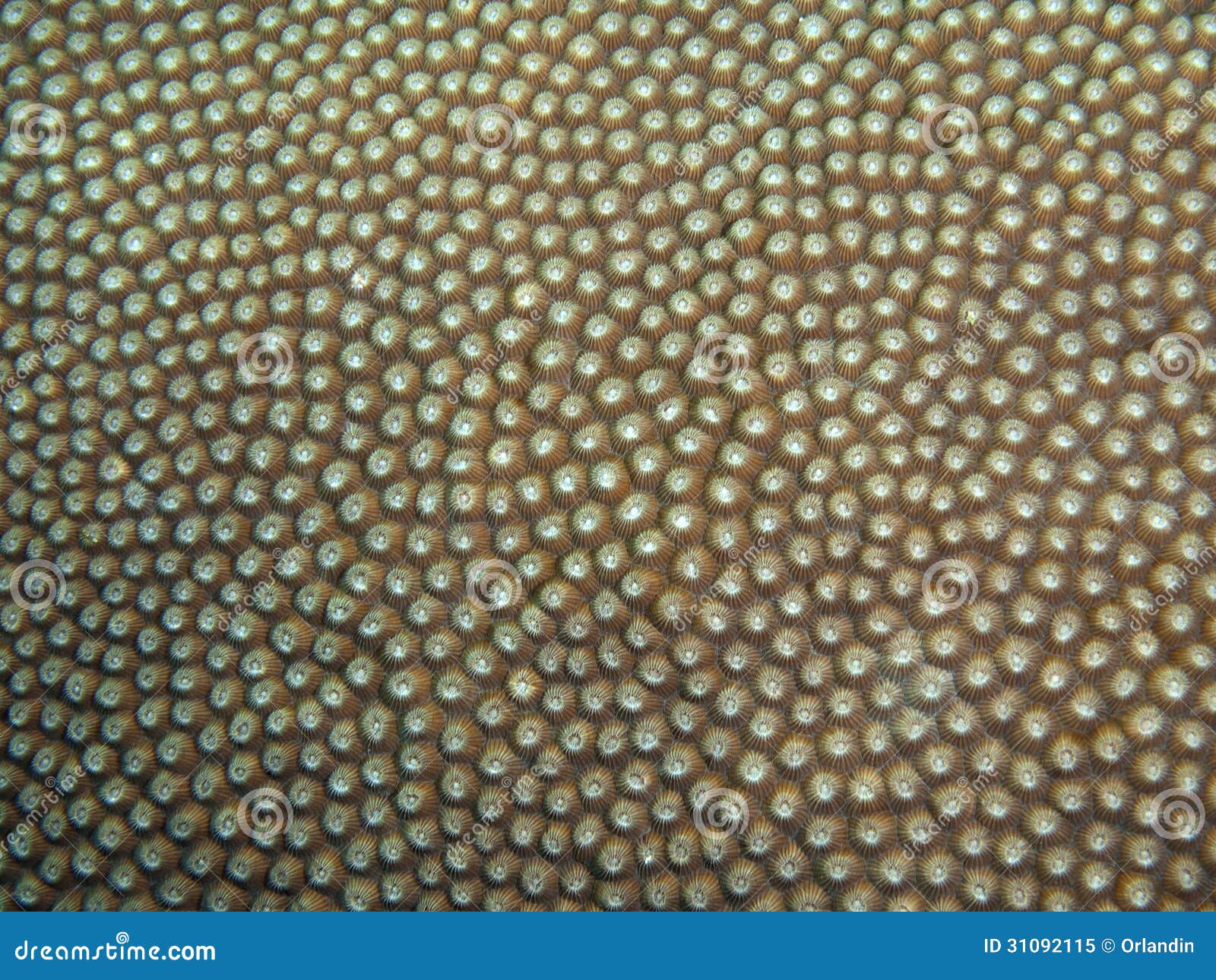 Coral texture stock image. Image of nature, texture, bright - 31092115