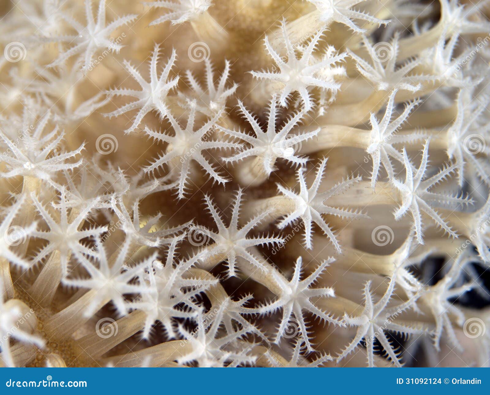 Coral Texture Royalty-Free Stock Image | CartoonDealer.com #31092124